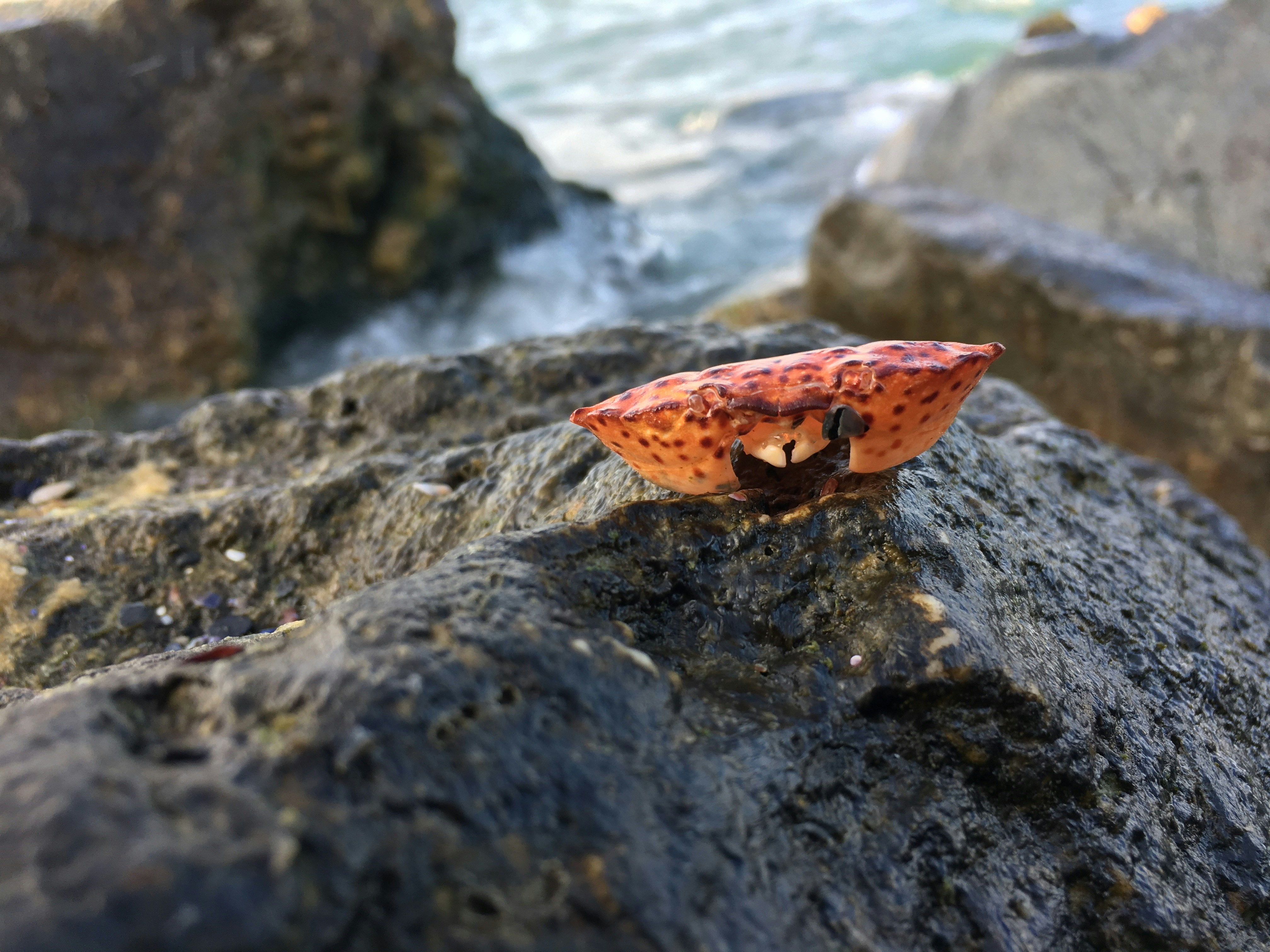 a red and orange leaf on a rock