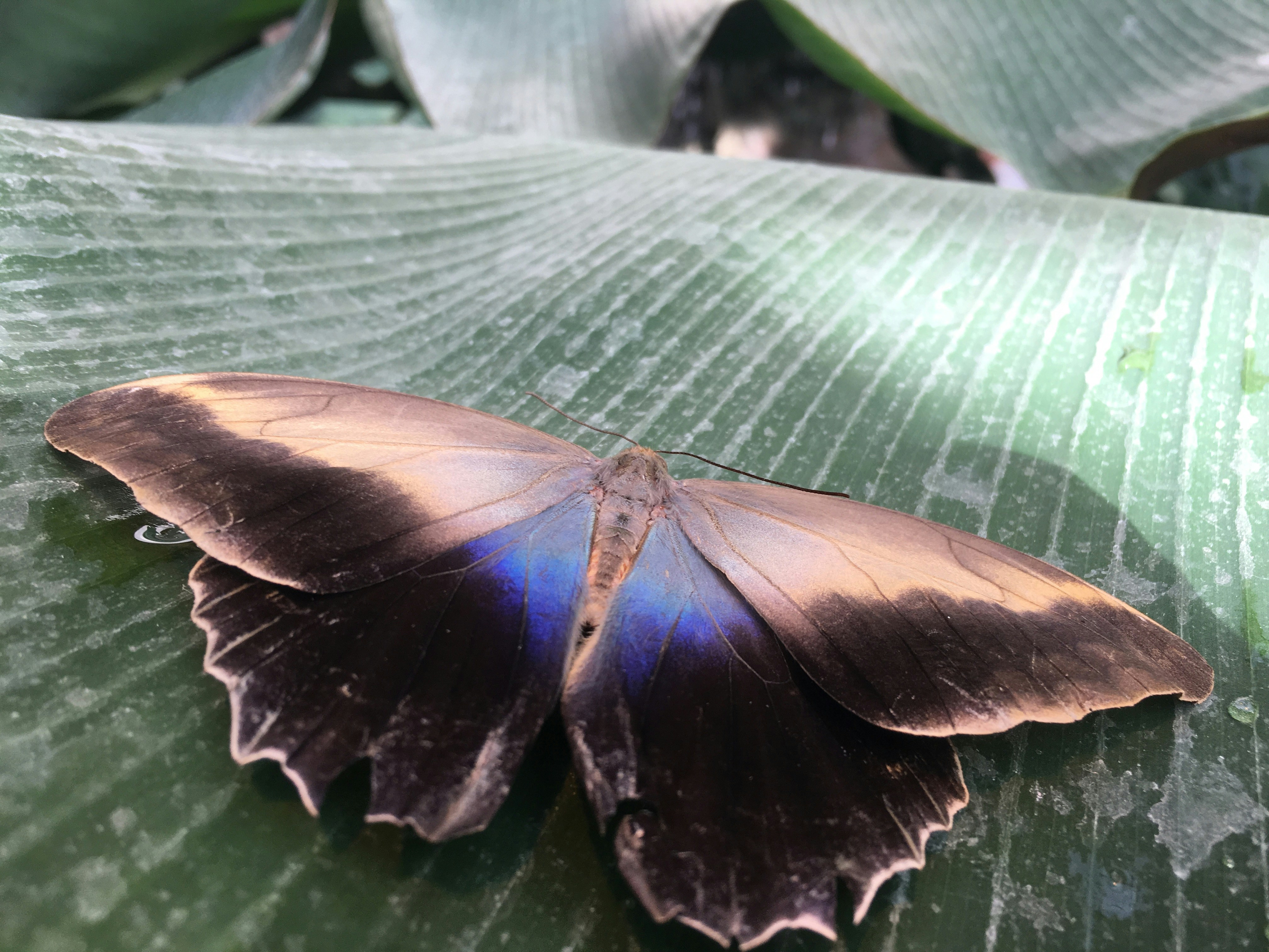 Azure Iridescence on a Brown Butterfly Resting on a Textured Leaf