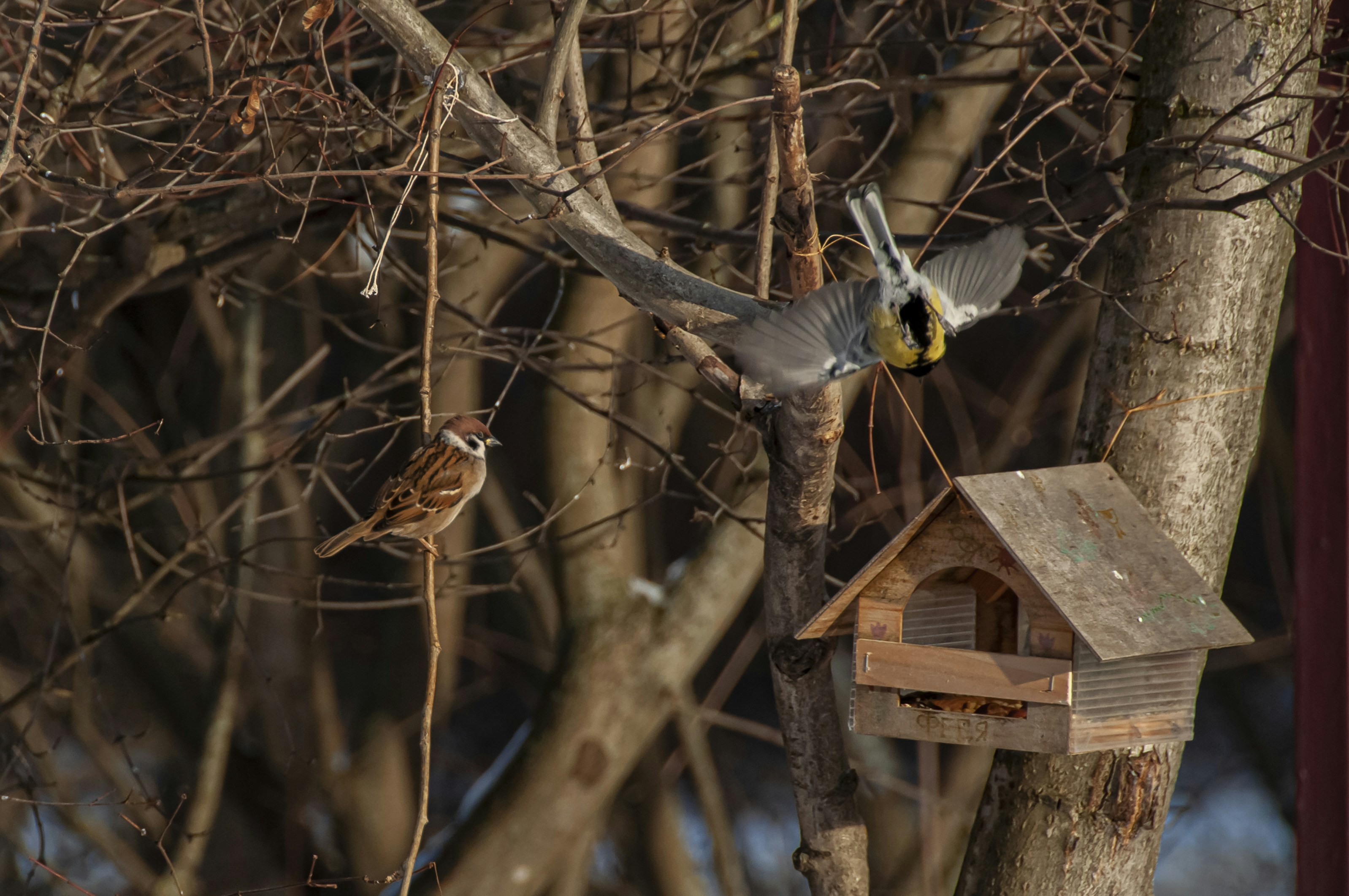 Branching Ballet: Sparrow at a Rustic Birdhouse