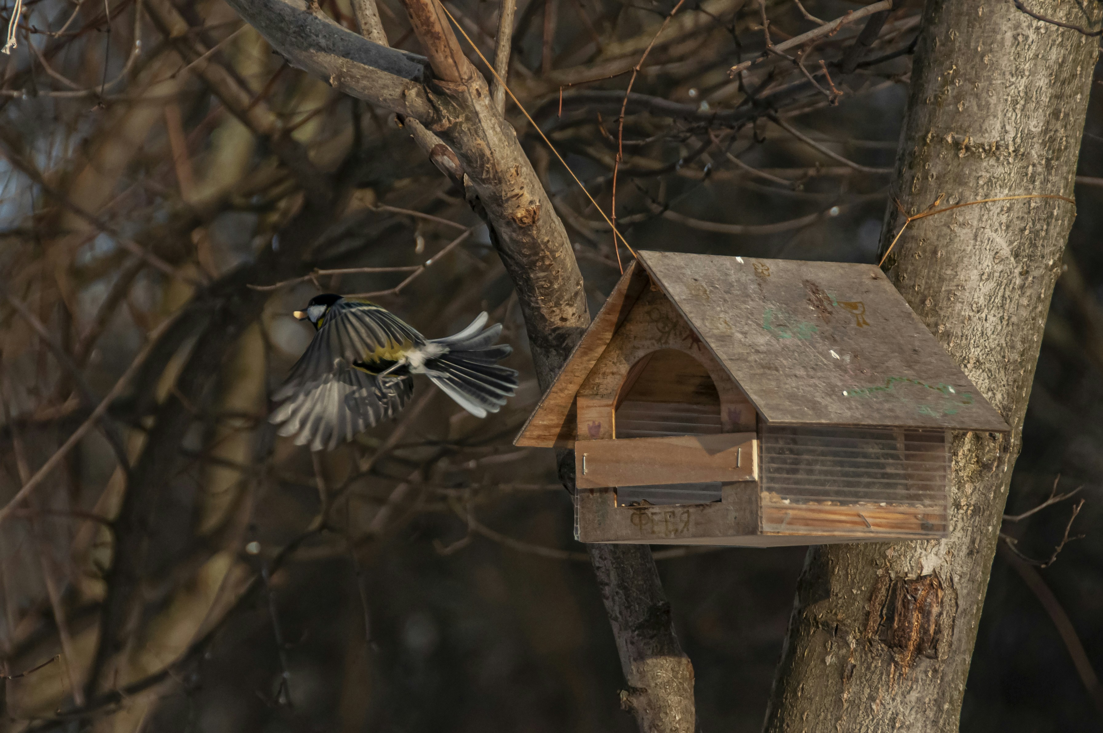 Winged Approach to a Weathered Nest