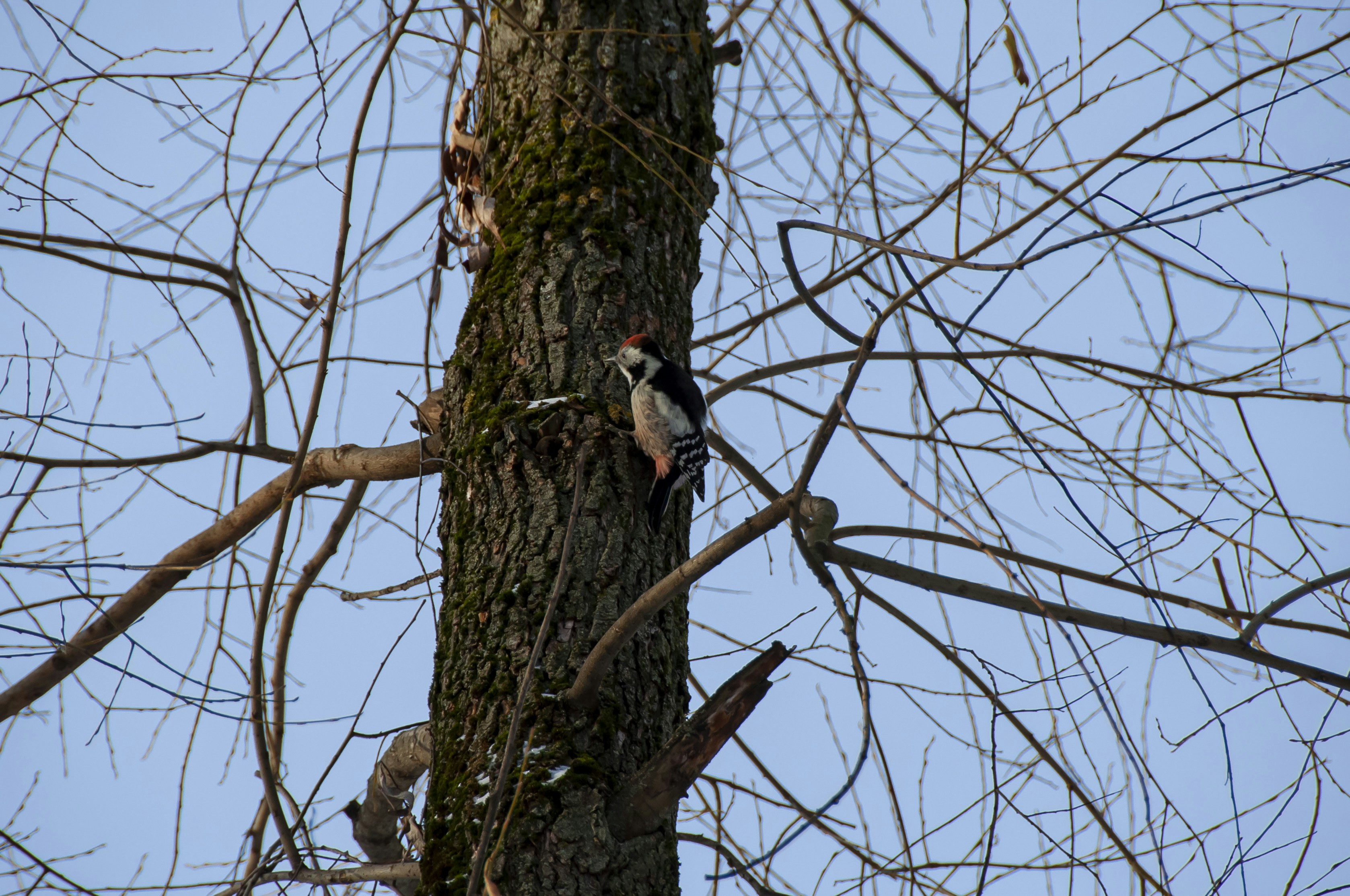A woodpecker sit on a branch on a tree