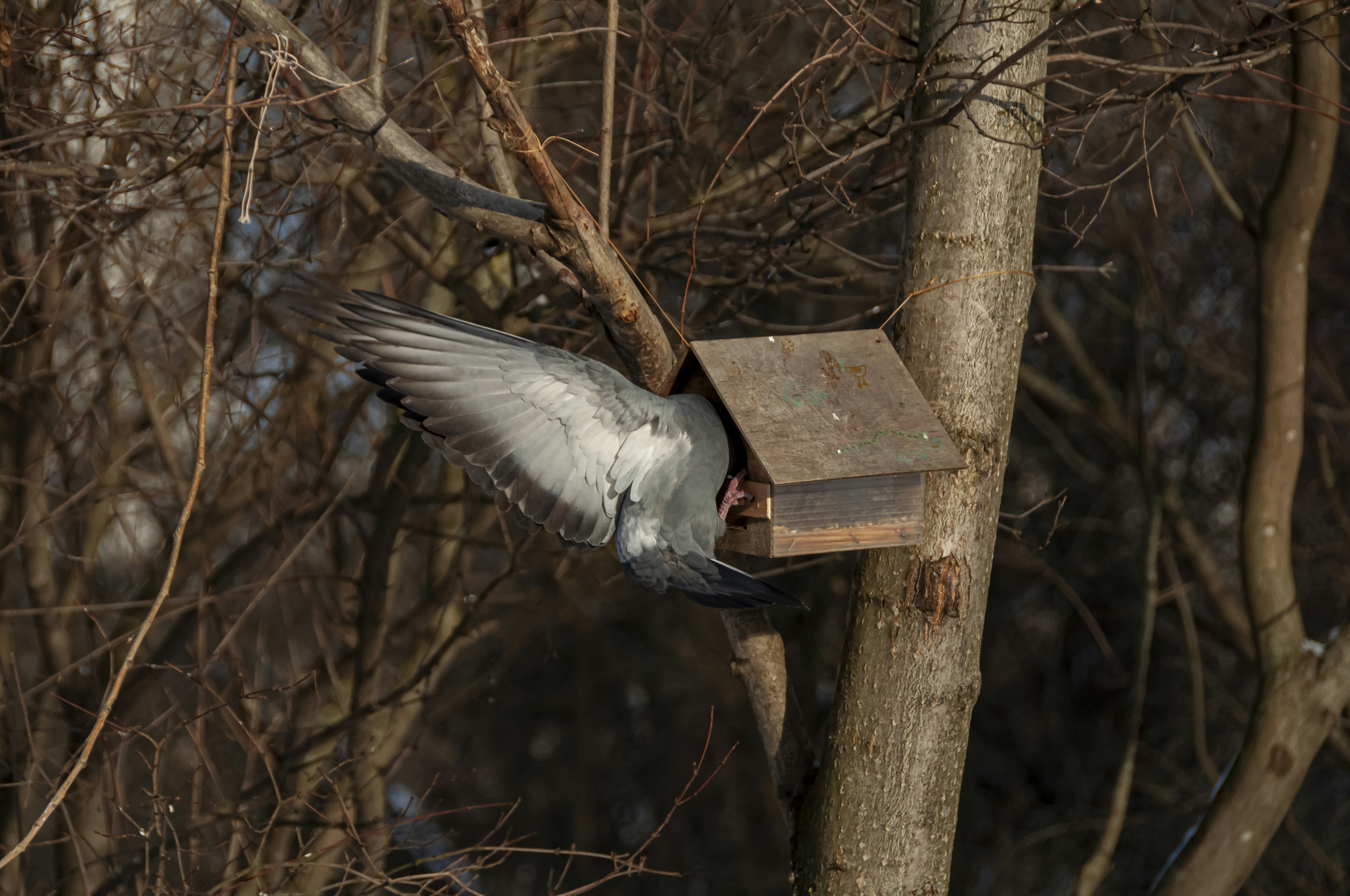 A dove sit on a bird feeder on a tree