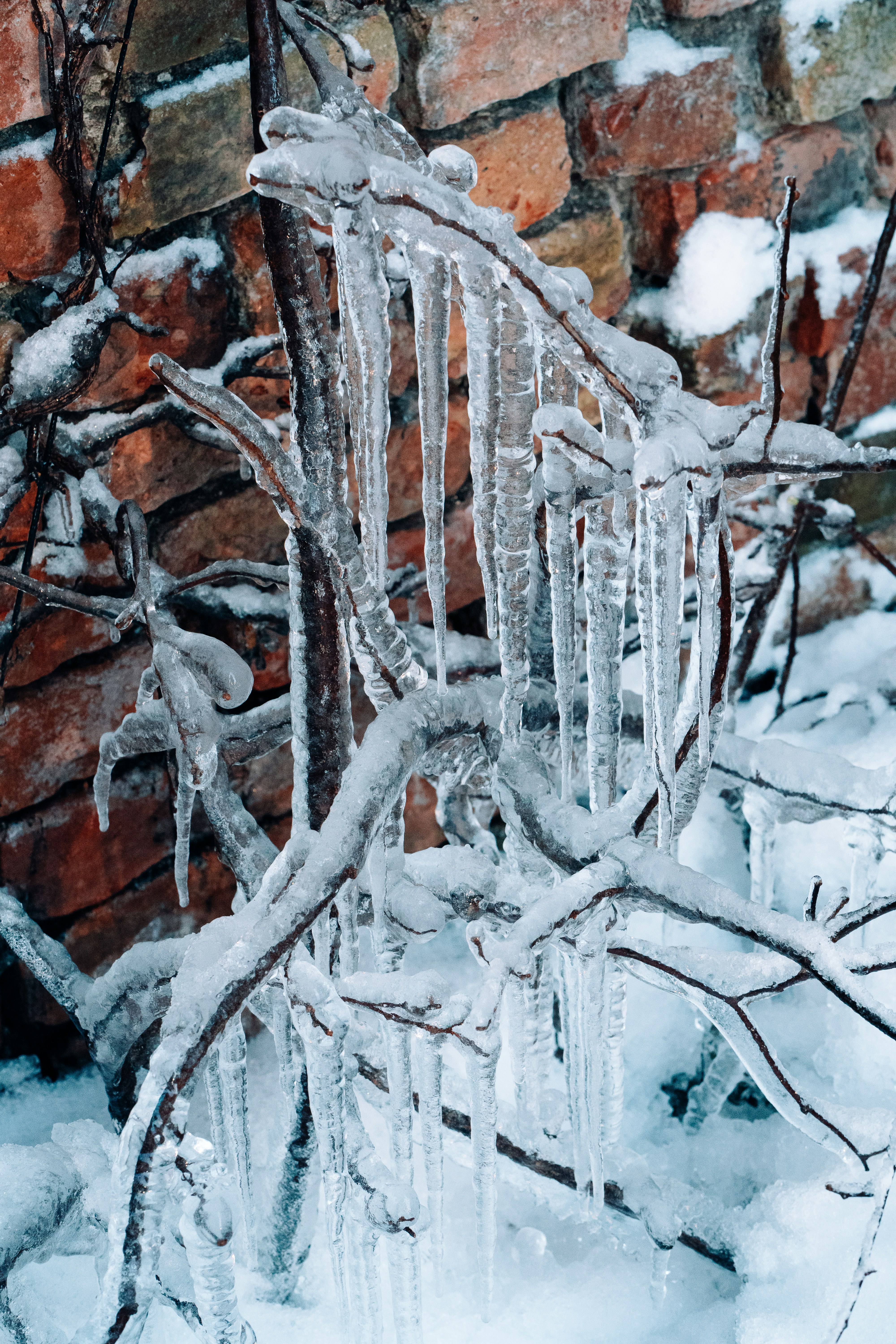 a group of frozen trees