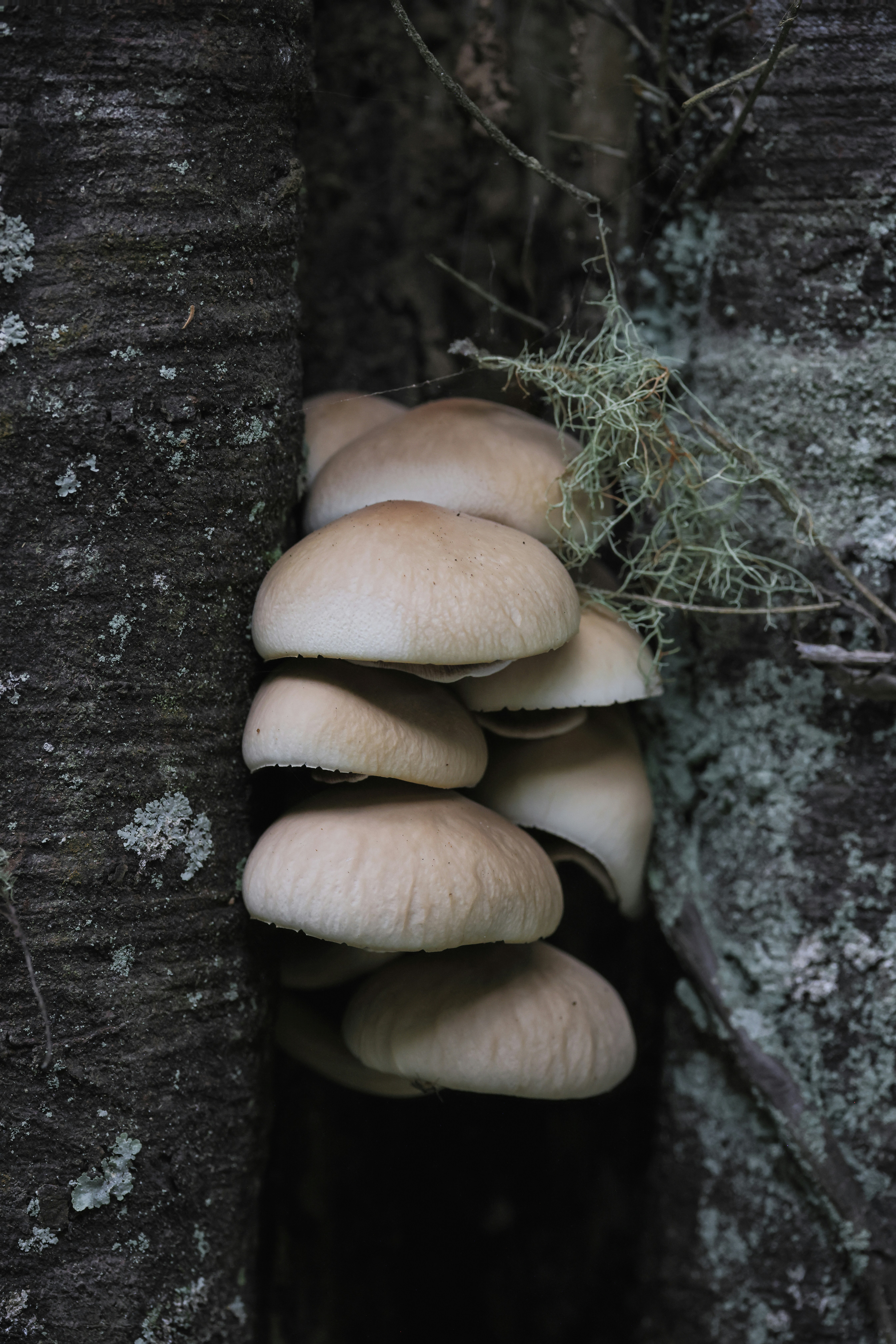 a group of mushrooms growing out of a tree