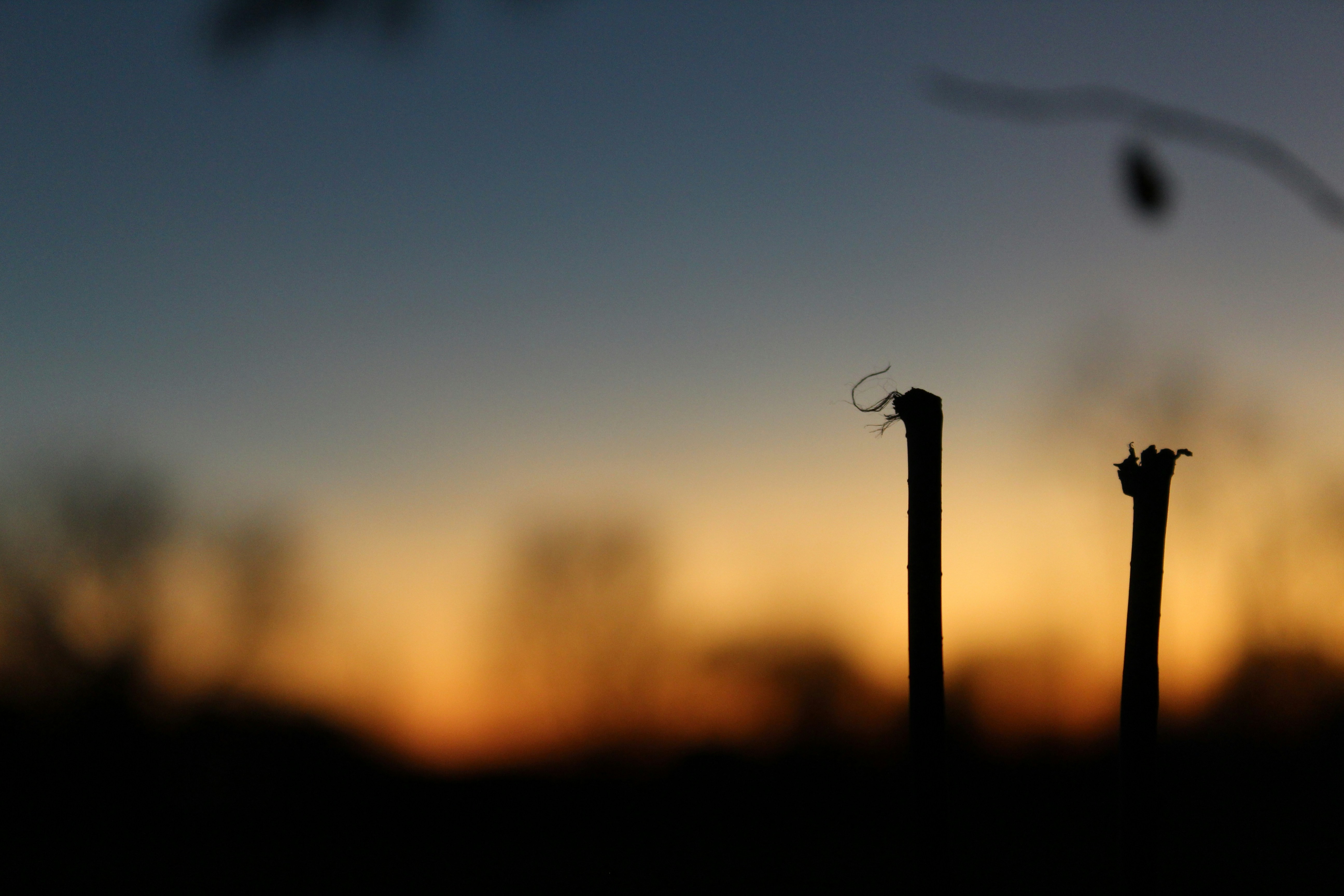Twilight Silhouettes: Two Stems Guard the Fading Horizon