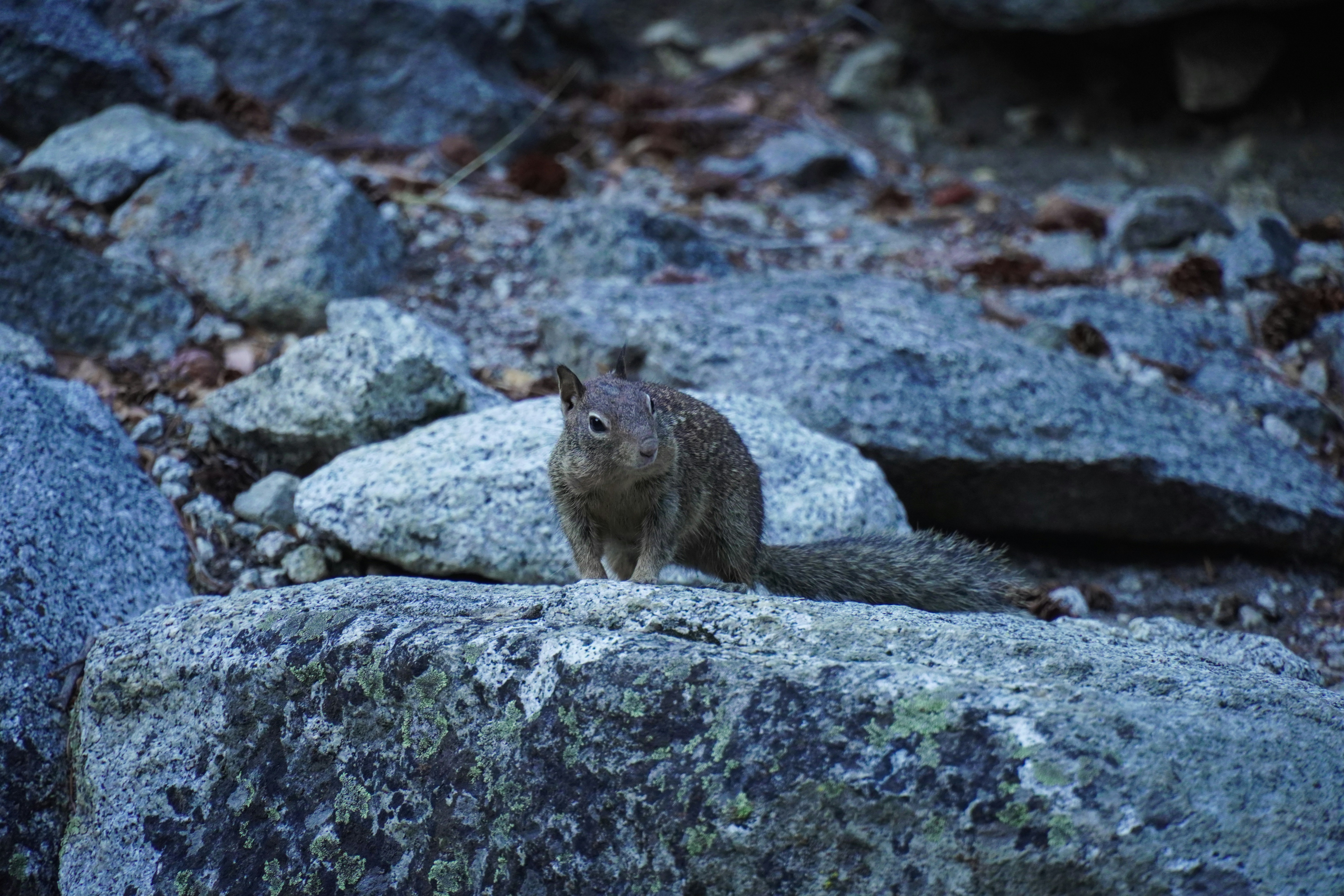 a squirrel sitting on a rock in the woods