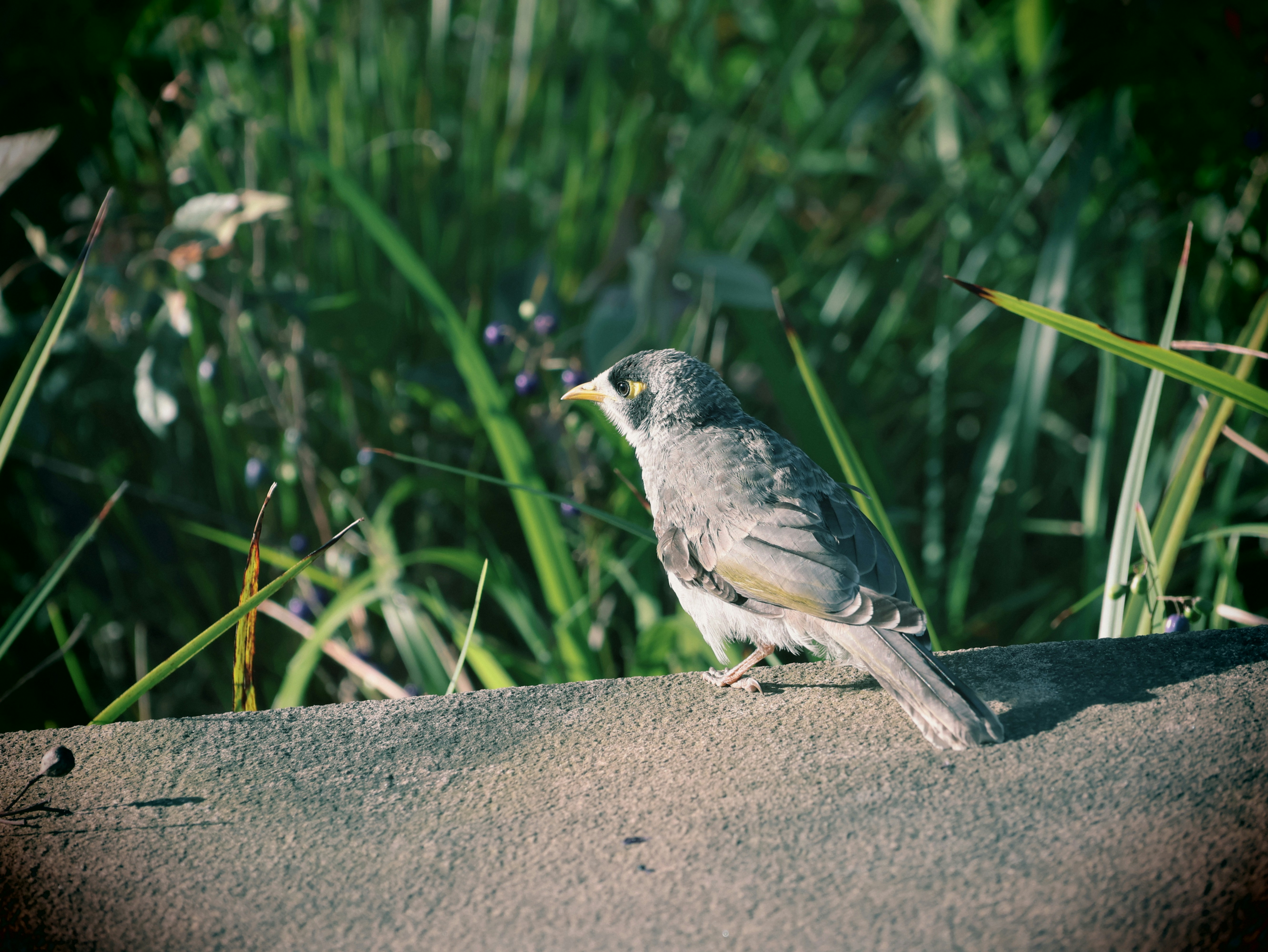 a small bird is standing on a rock