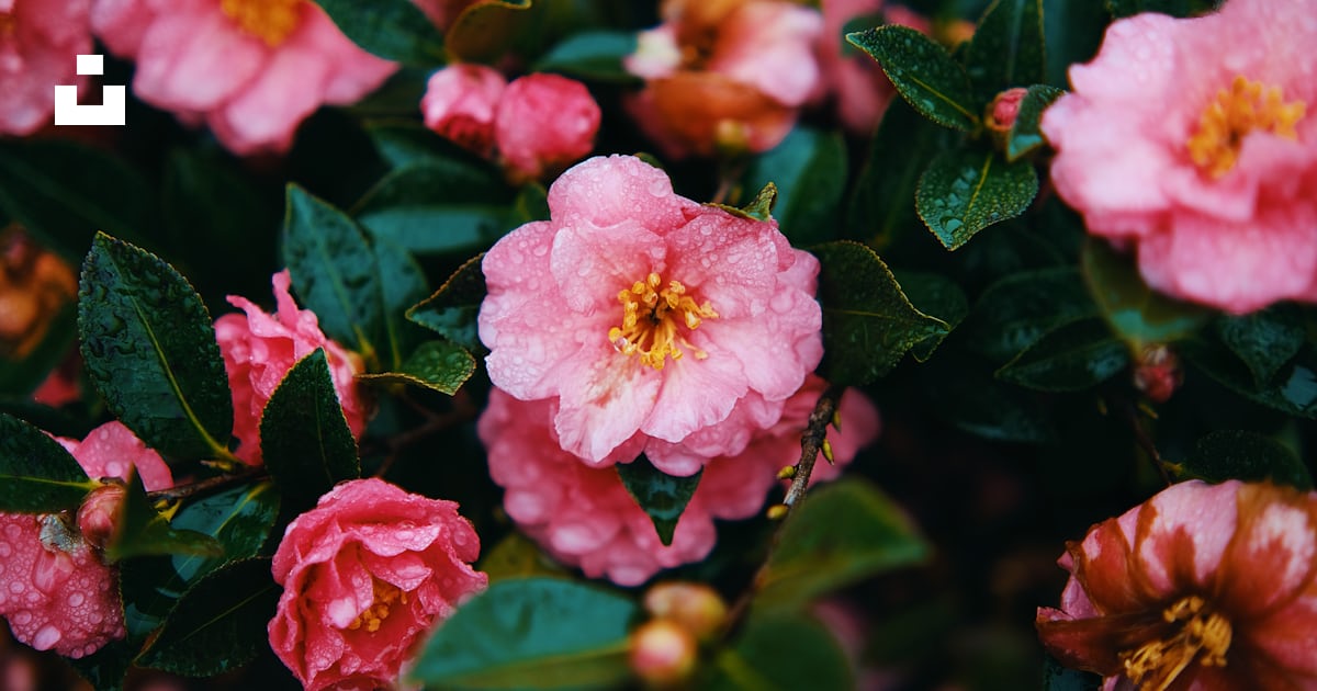 Un Arbusto De Flores Rosadas Con Hojas Verdes Foto Imagen De