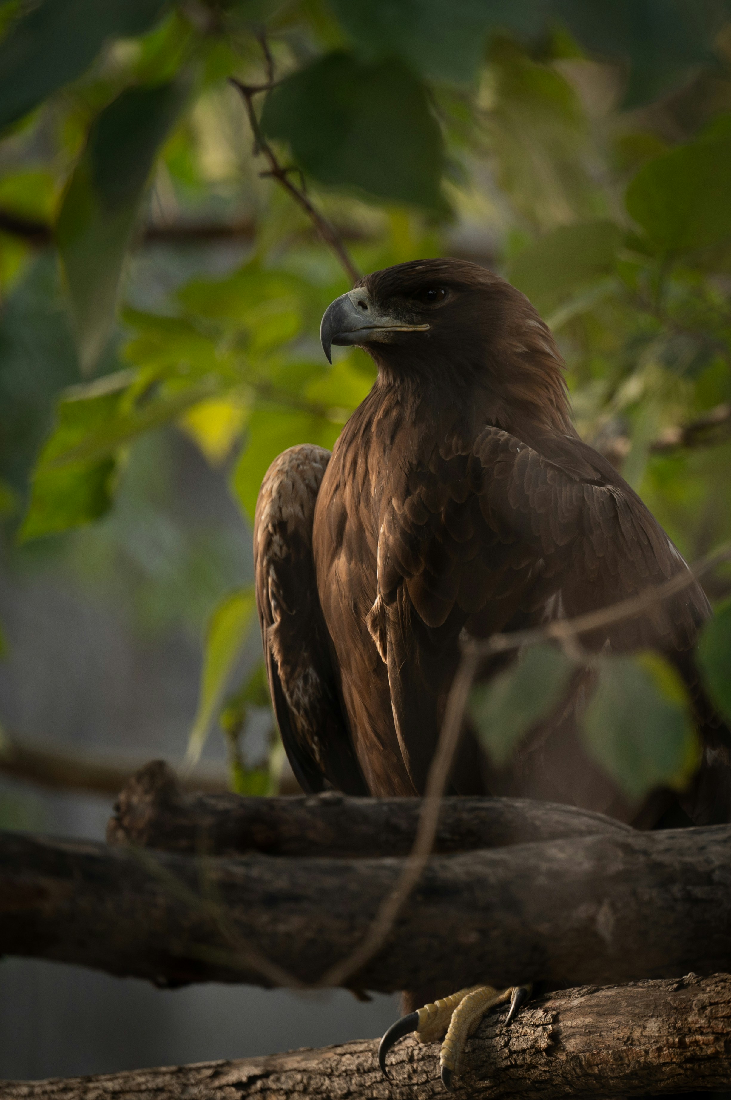 A large brown bird sitting on top of a tree branch photo – Free Beijing ...
