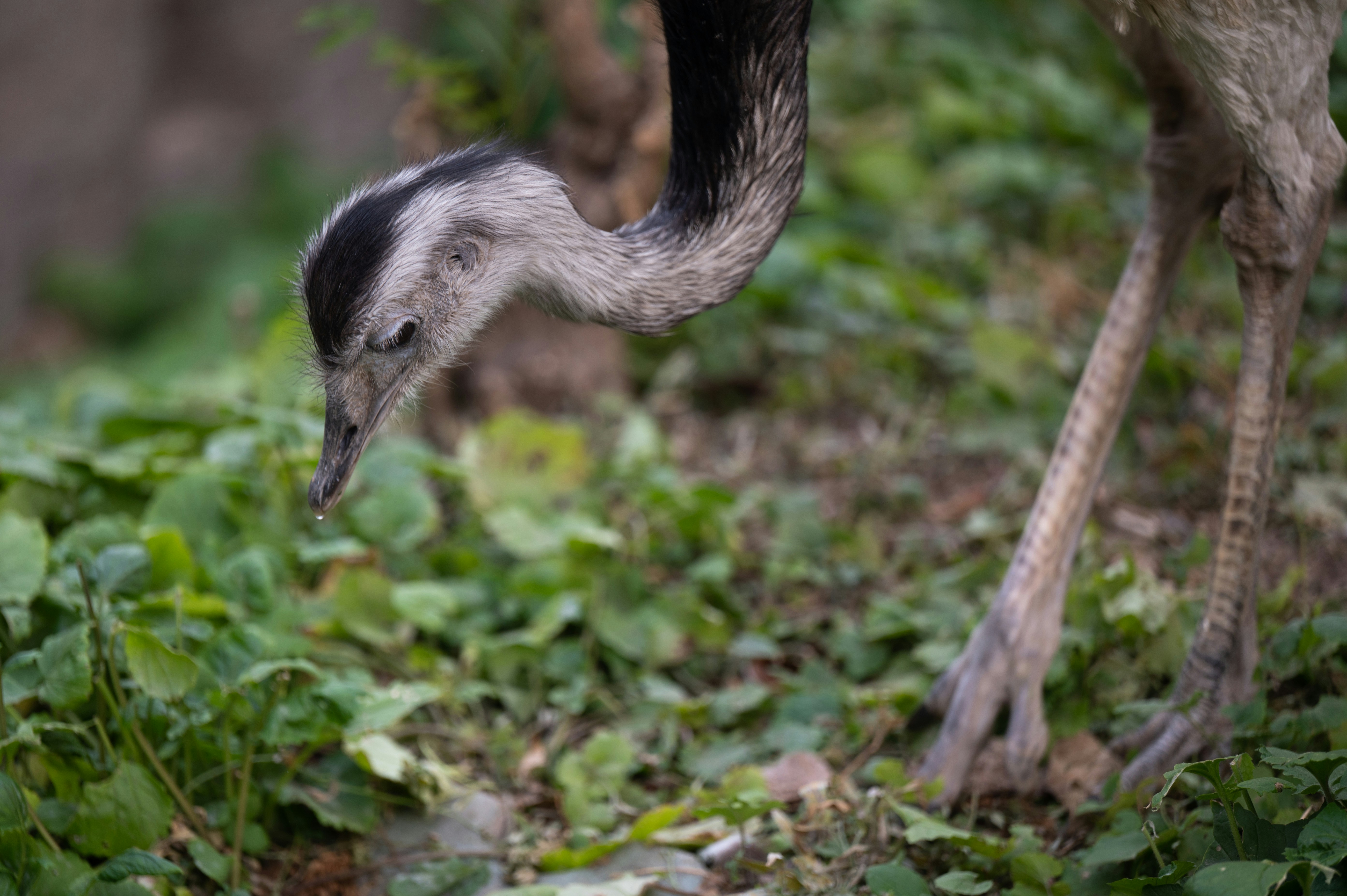 Hummingbird-like Stride: A Peacock’s Gaze Meets Grounded Steps