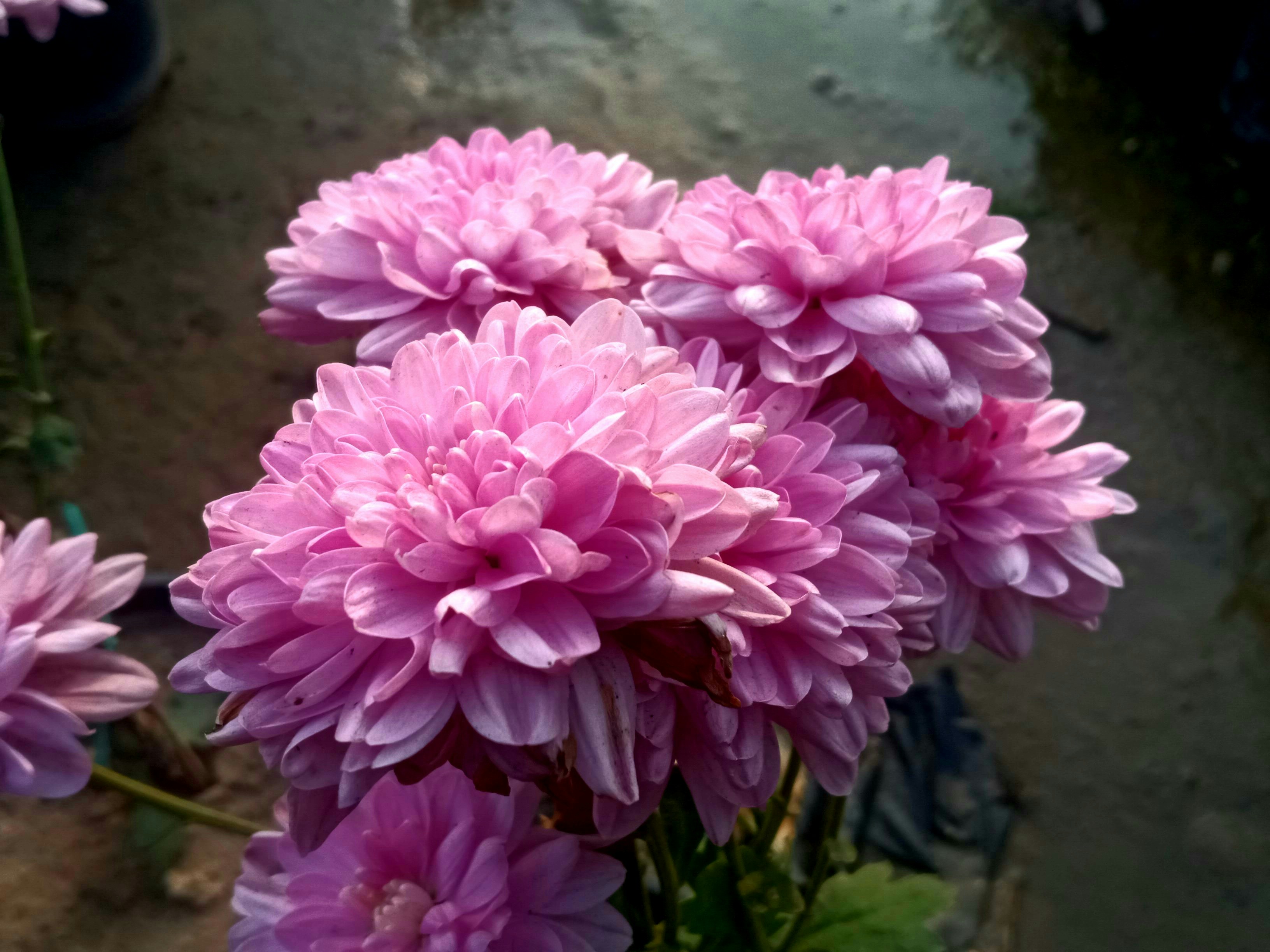 Vibrant pink chrysanthemums bloom in a garden setting, showcasing their layered petals and rich colors.