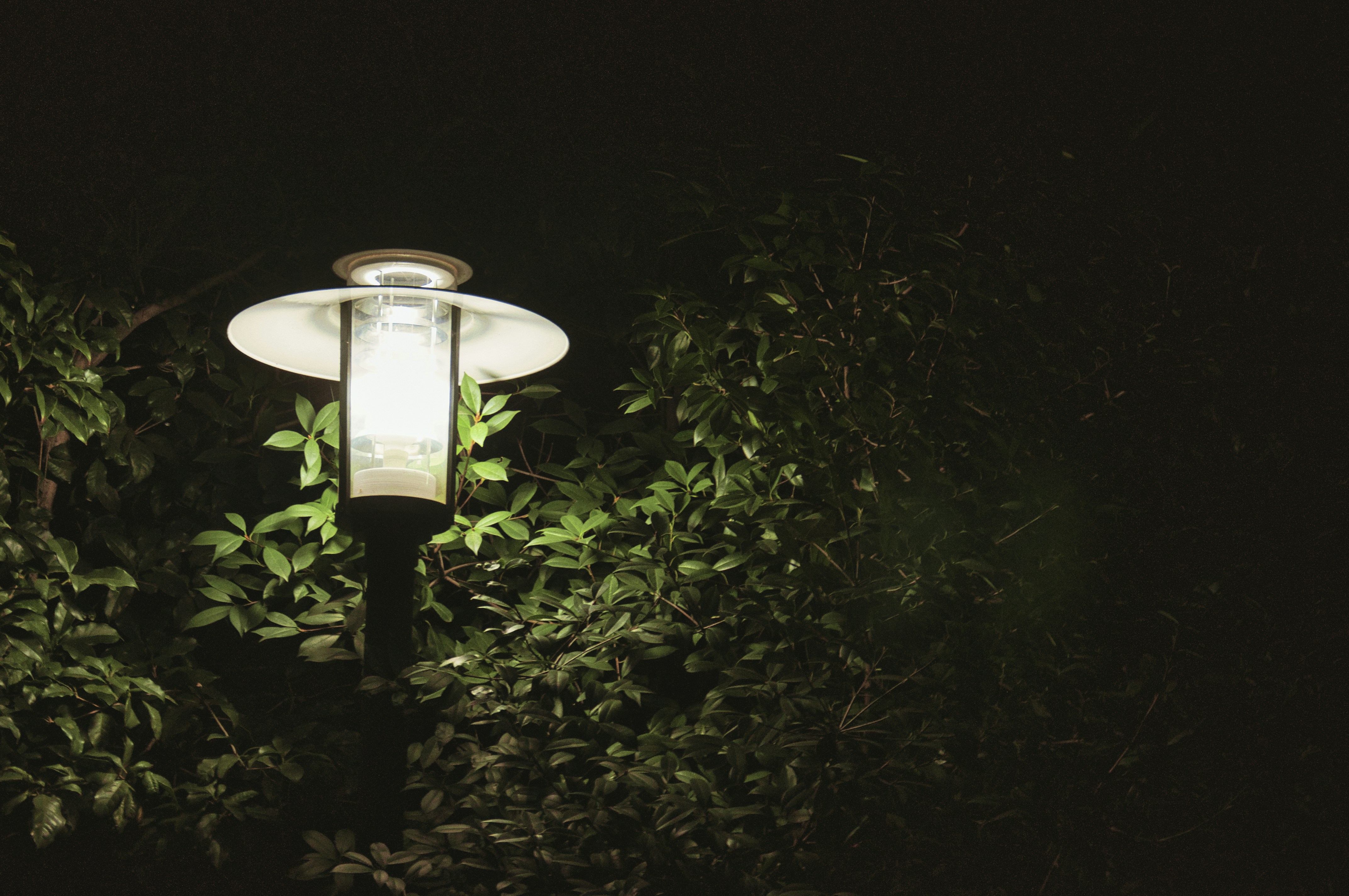 A street light in front of a bush at night photo – Free Night Image on ...