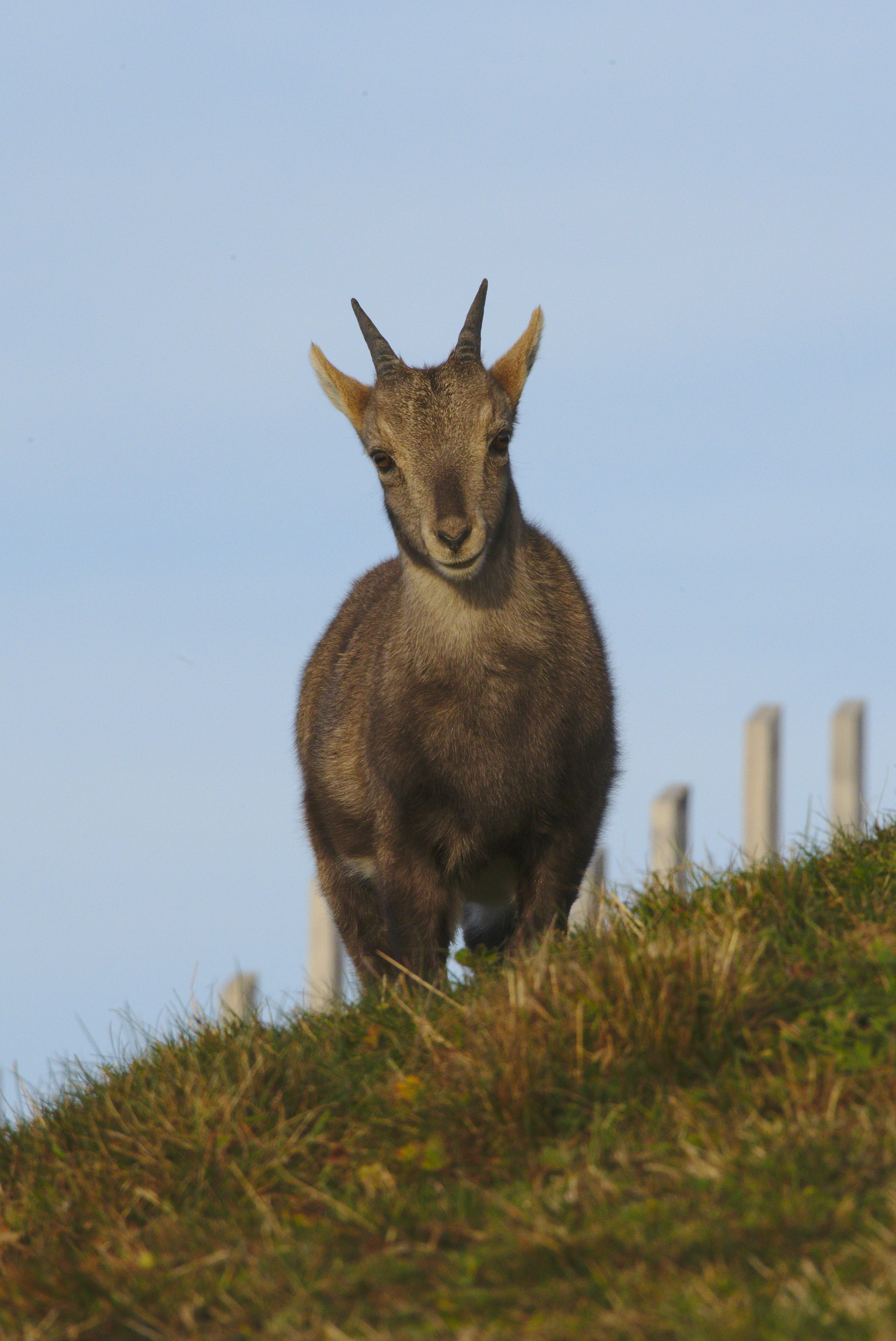 A young capricorn looking at the photographer
