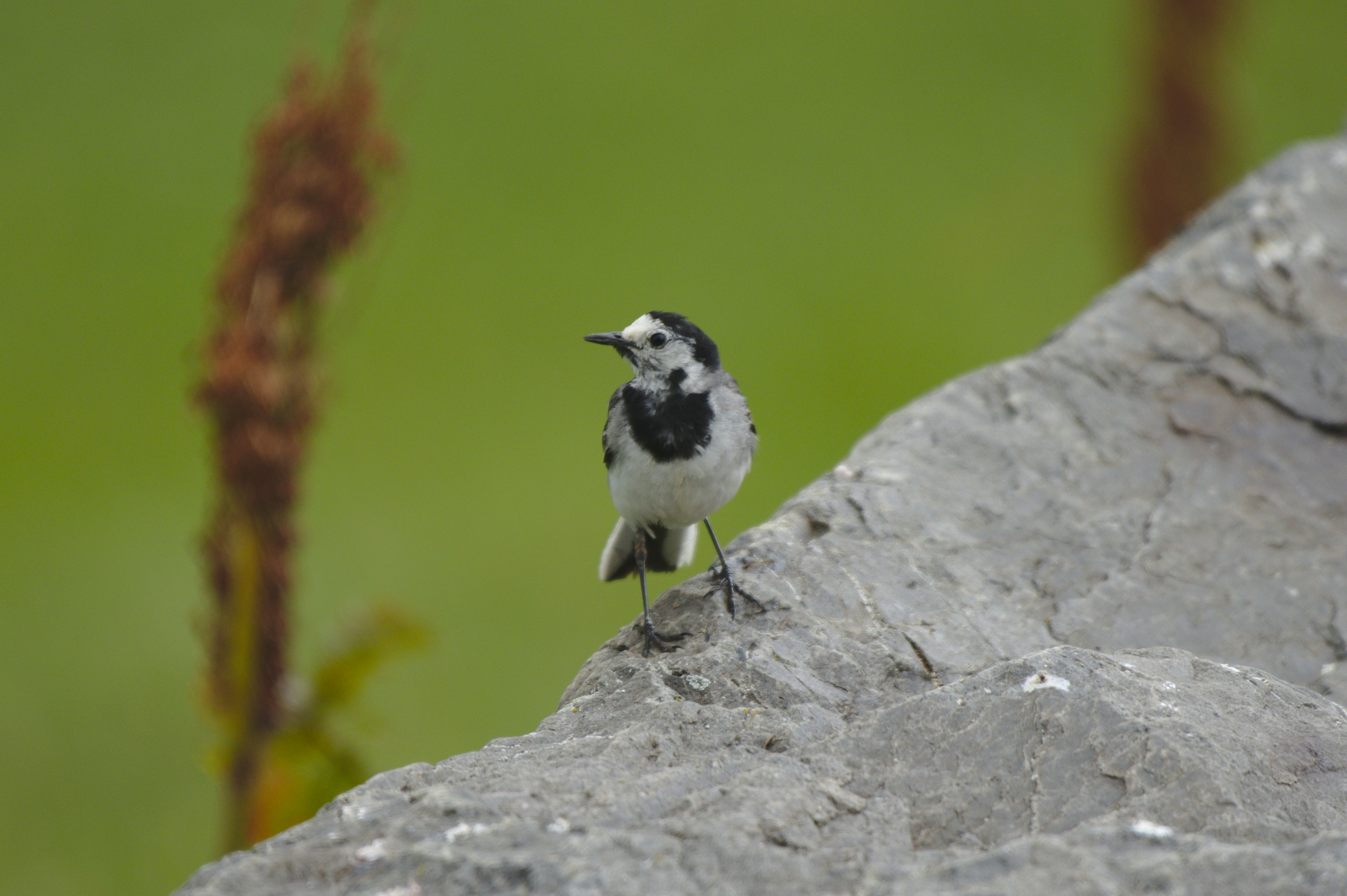 A little bird on a rock.