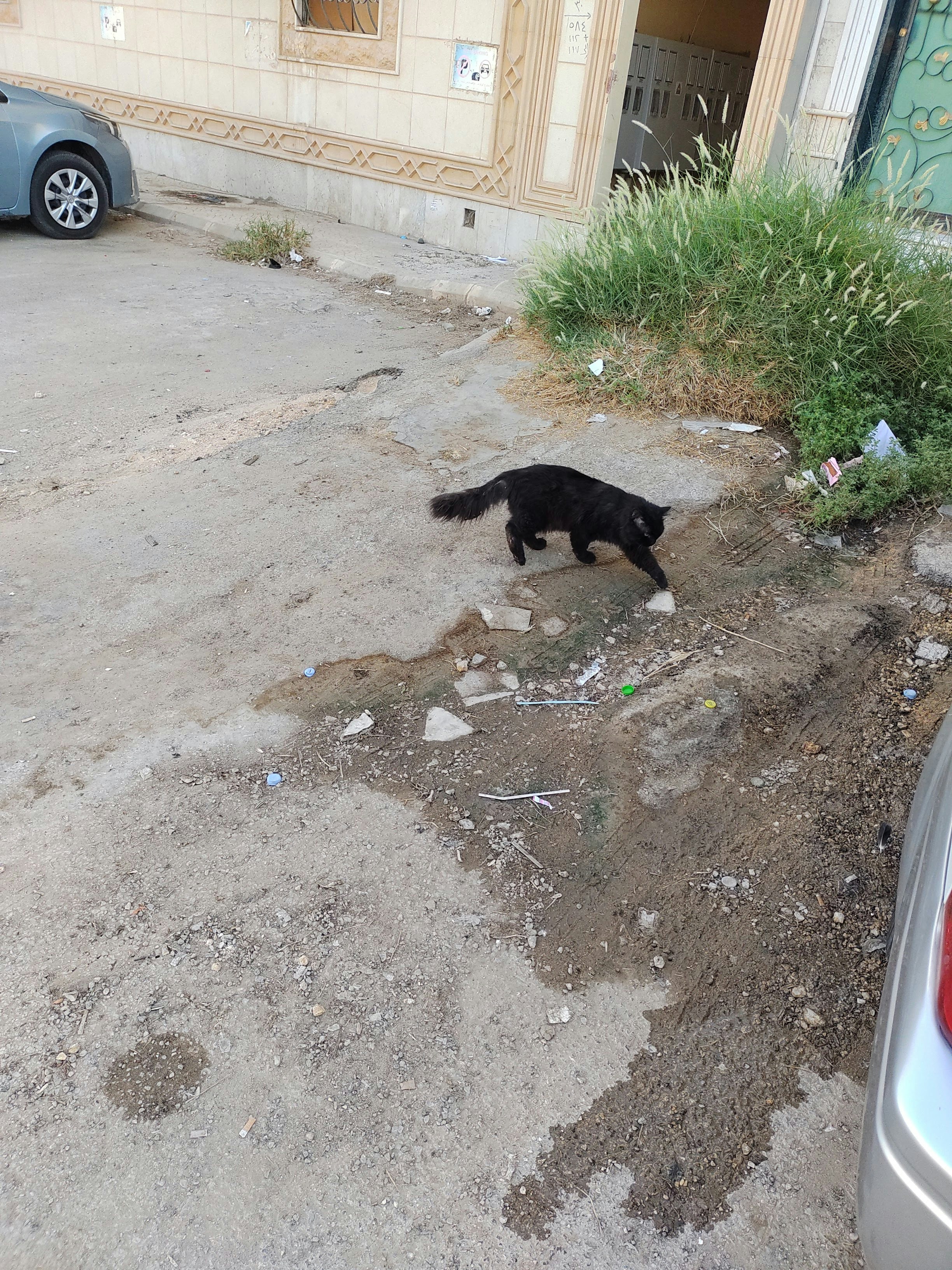 A black cat walking across a dirty parking lot photo – Free Pet Image ...