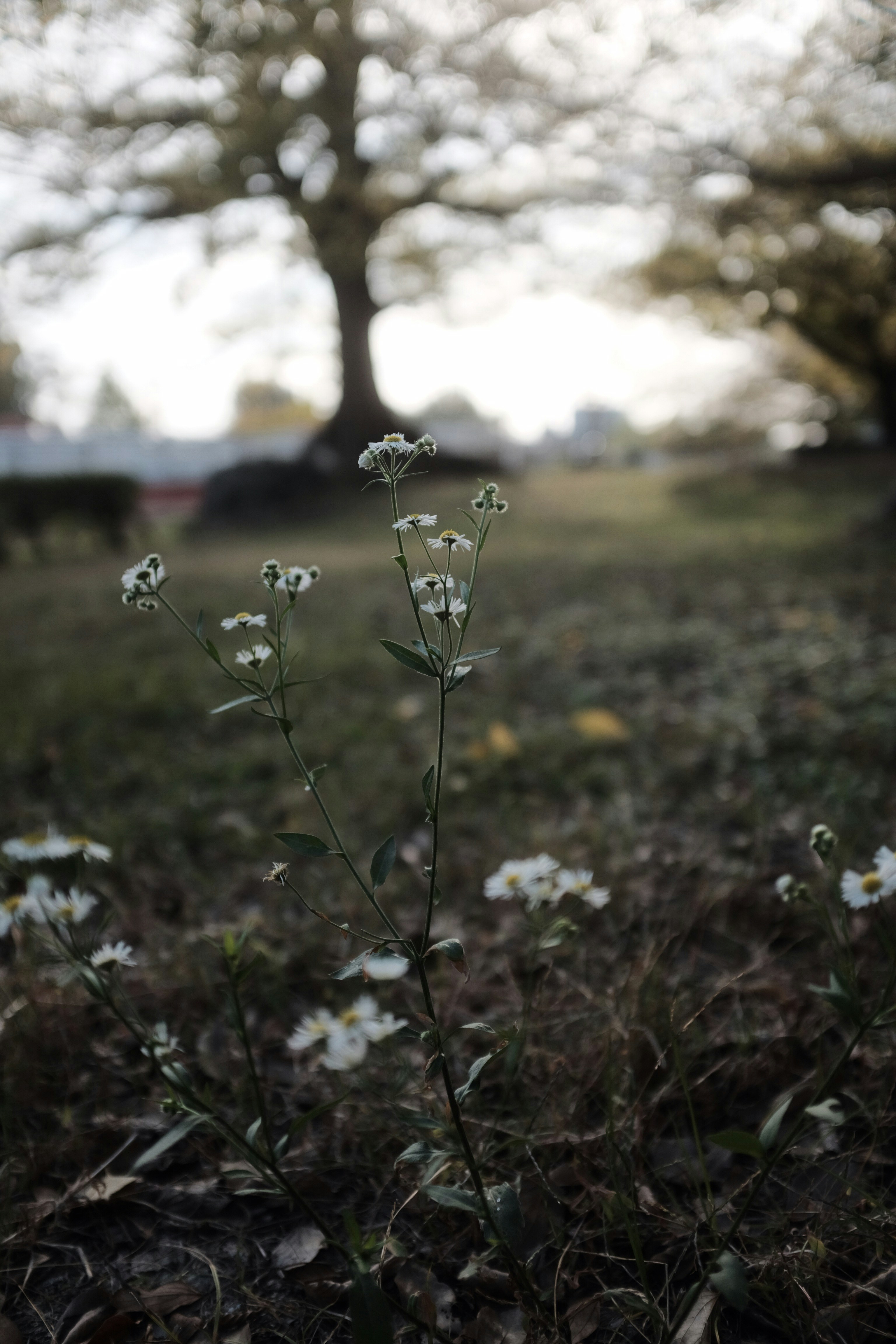A field with a bunch of white flowers in it photo – Free Plant Image on ...