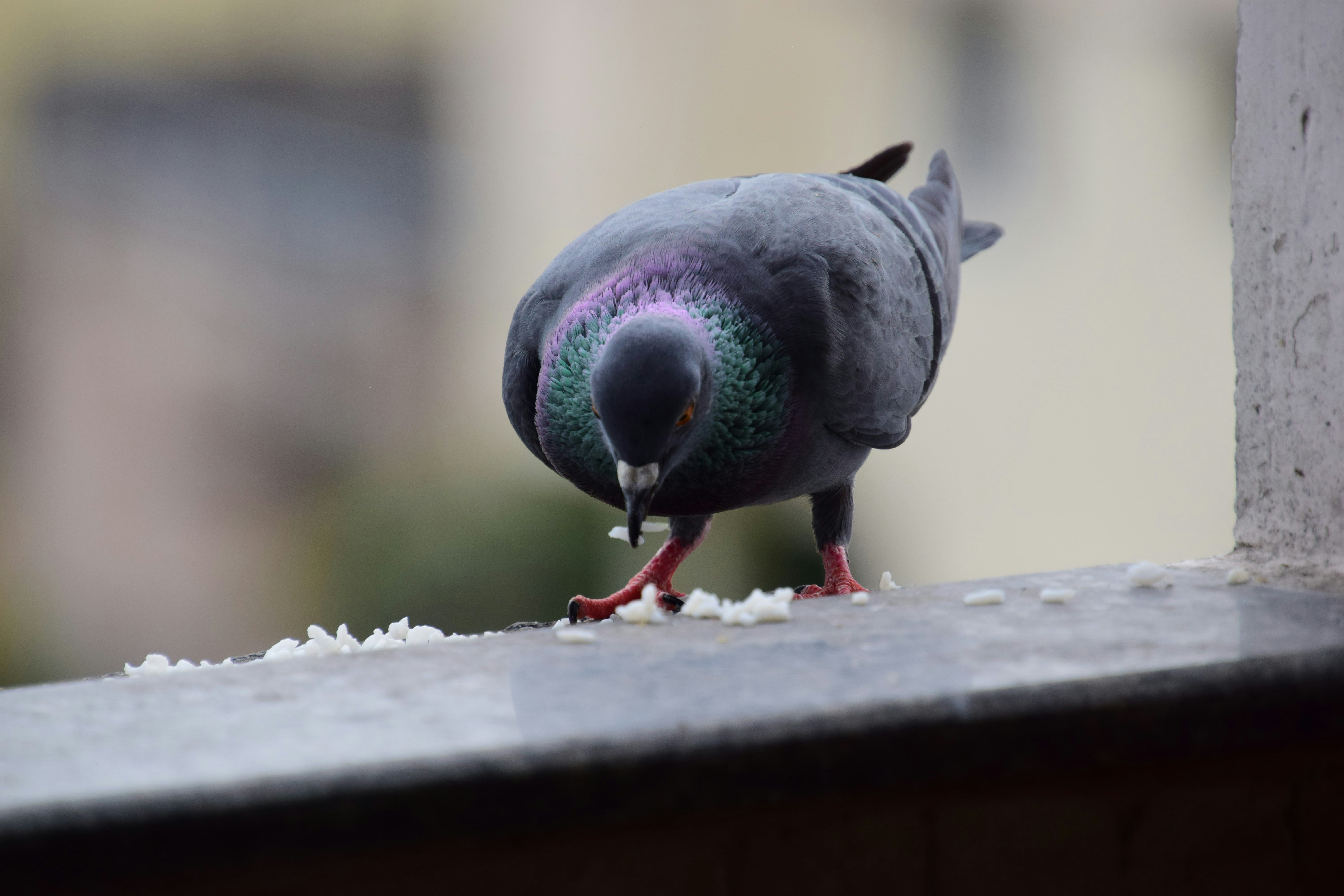 Feral pigeon on the ledge pecking away grains of rice