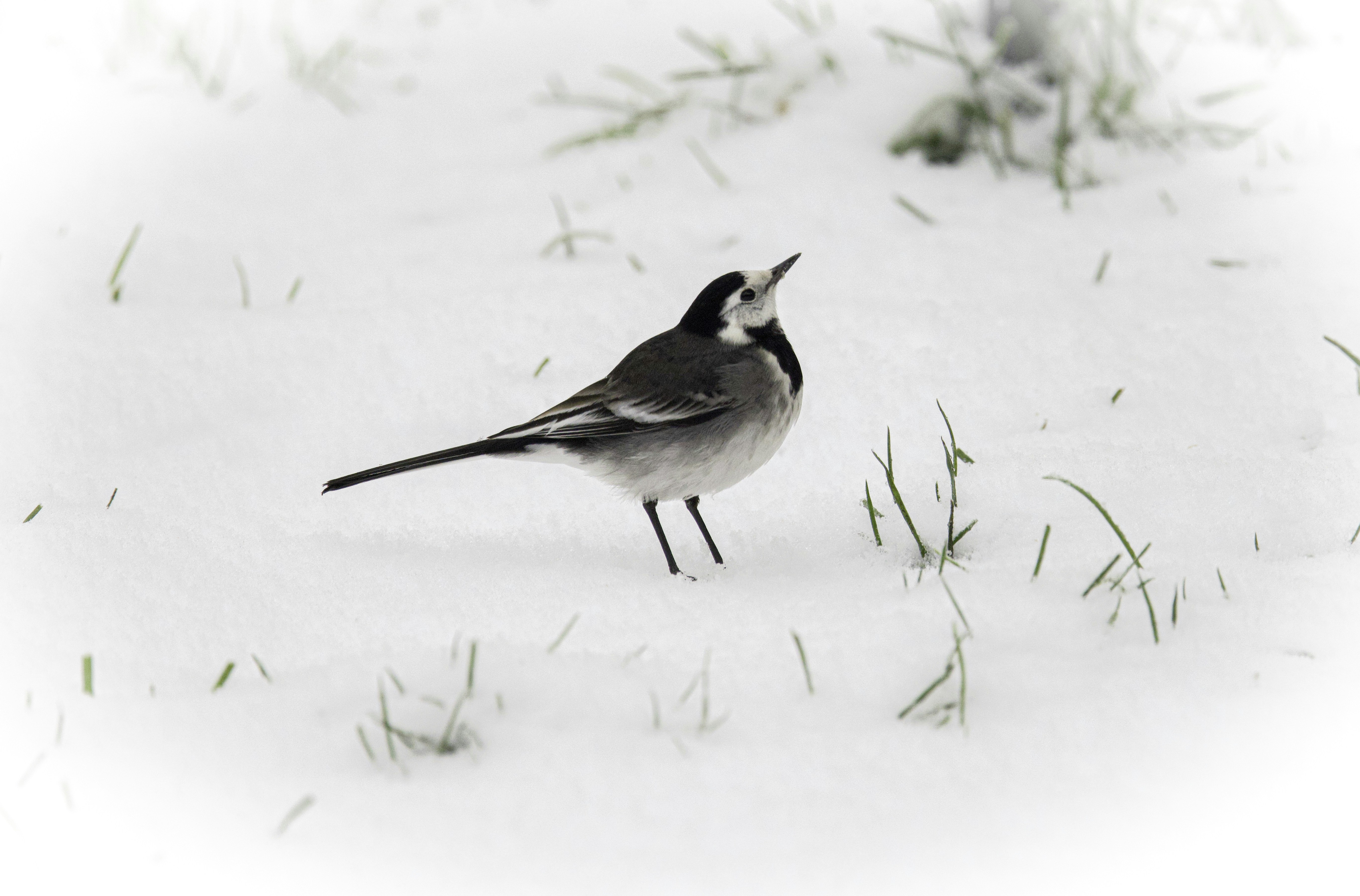 A black and white bird standing in the snow photo – Free Cheshire Image ...