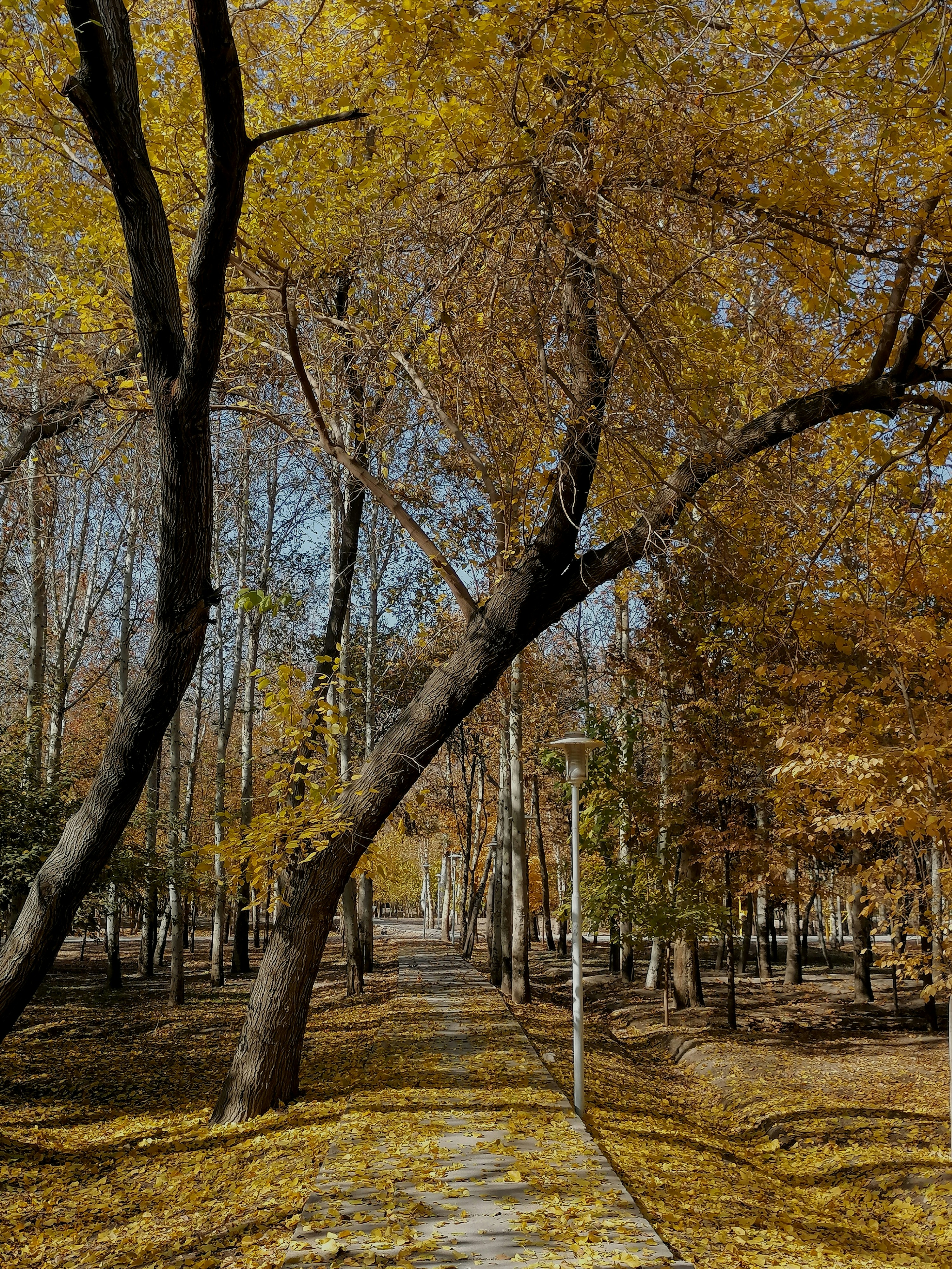 Foto Un camino a través de un parque con muchos árboles – Imagen ...