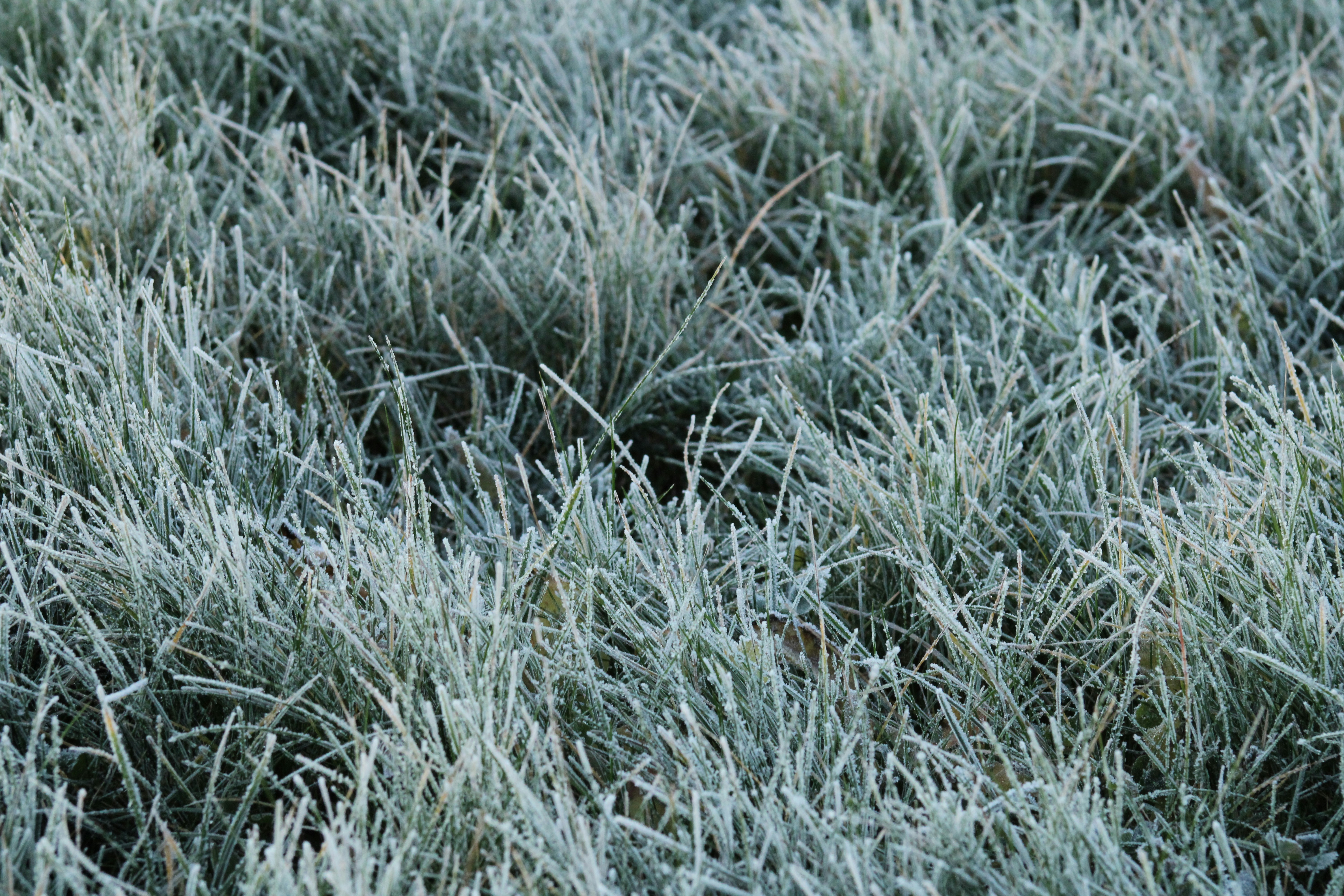 Photo by Marie Martin with Canon EOS 2000D