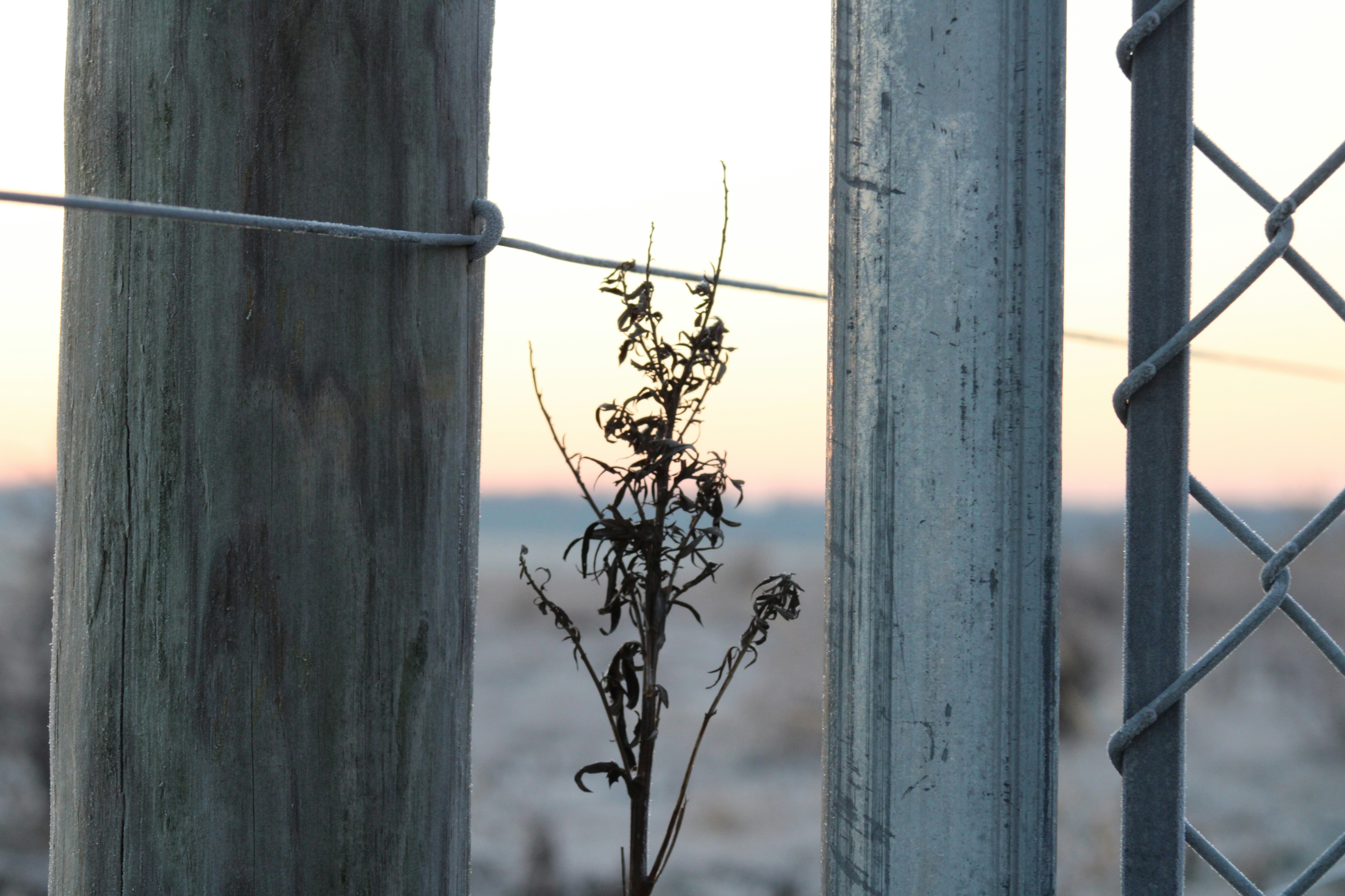 A plant is growing through a wire fence photo – Free Waterloo Image on ...