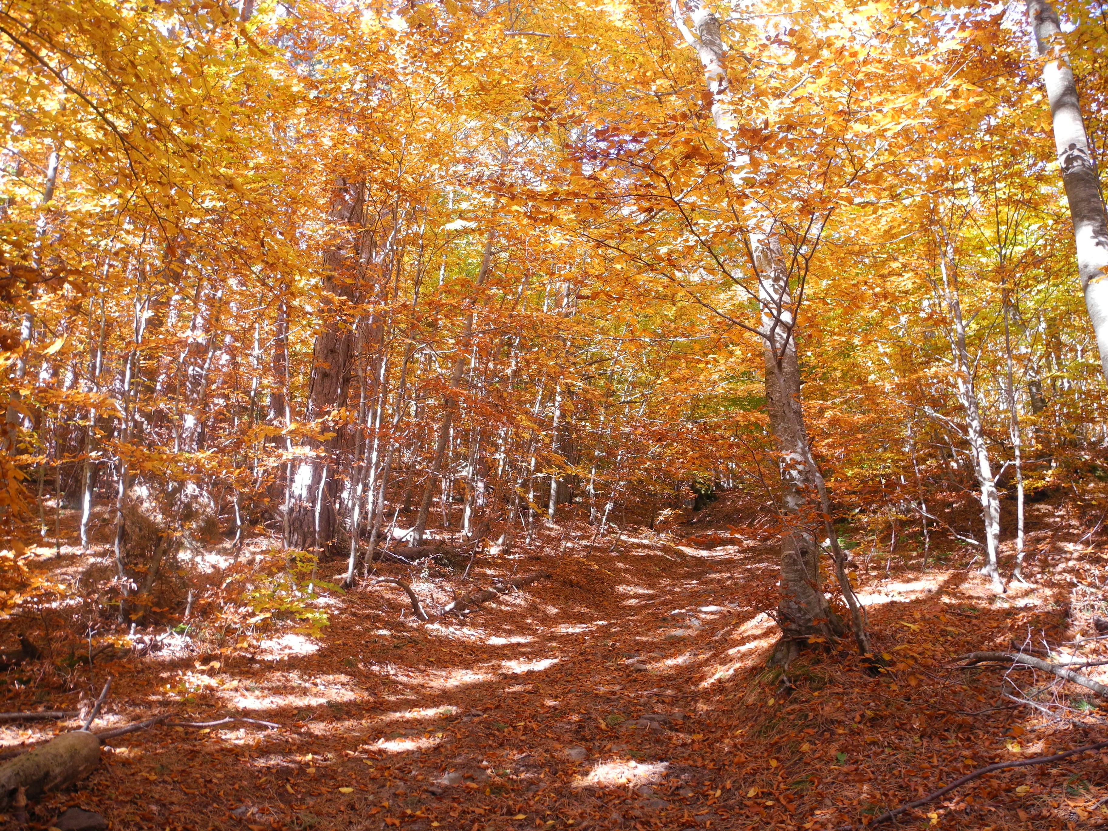 Amber Aisle: Sunlit Path Through an Autumn Forest