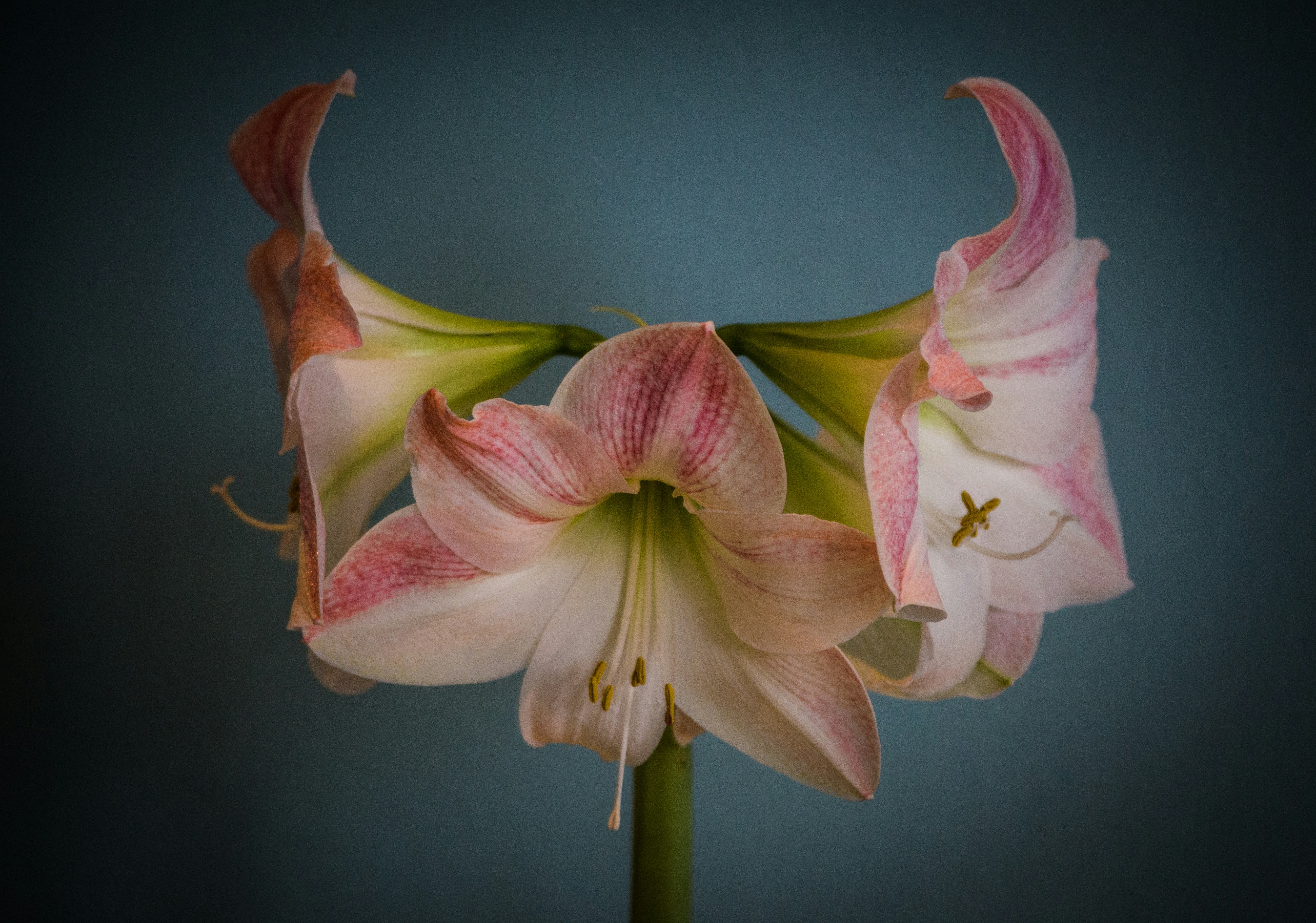 Petals Across a Quiet Blue