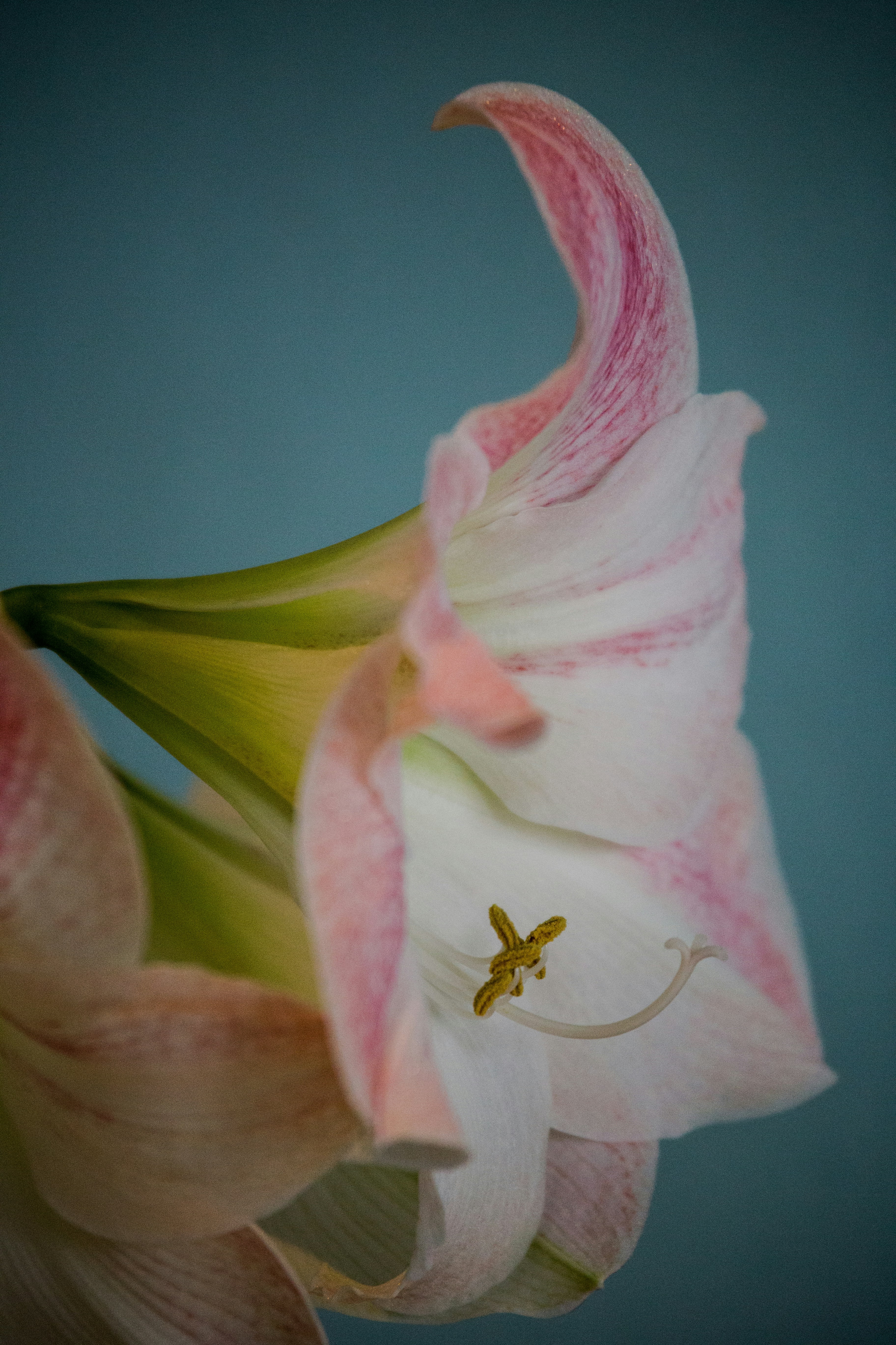 Delicate amaryllis petals in soft pink hues reveal intricate details against a muted blue background.