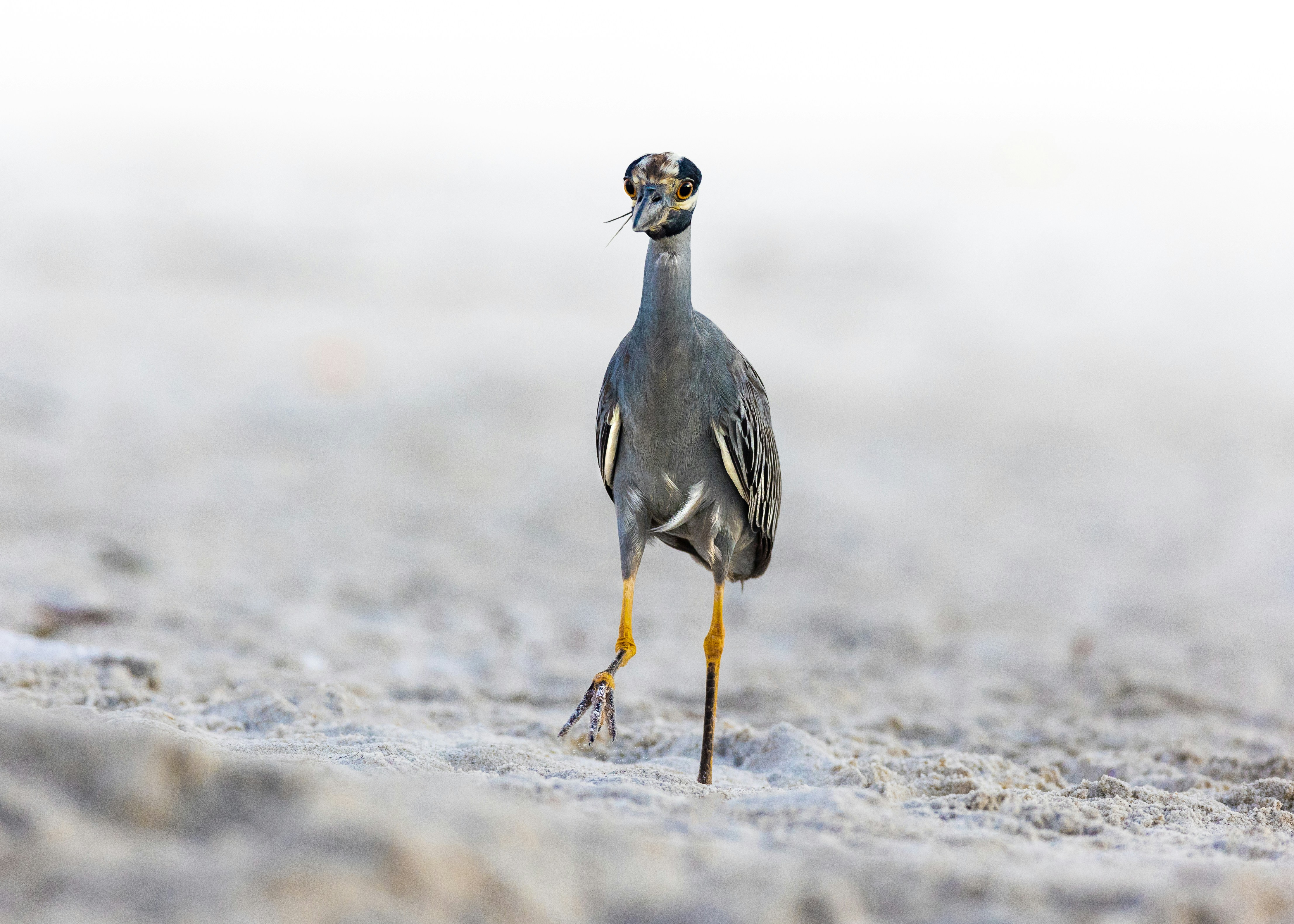 Heron walking on a sandy beach.