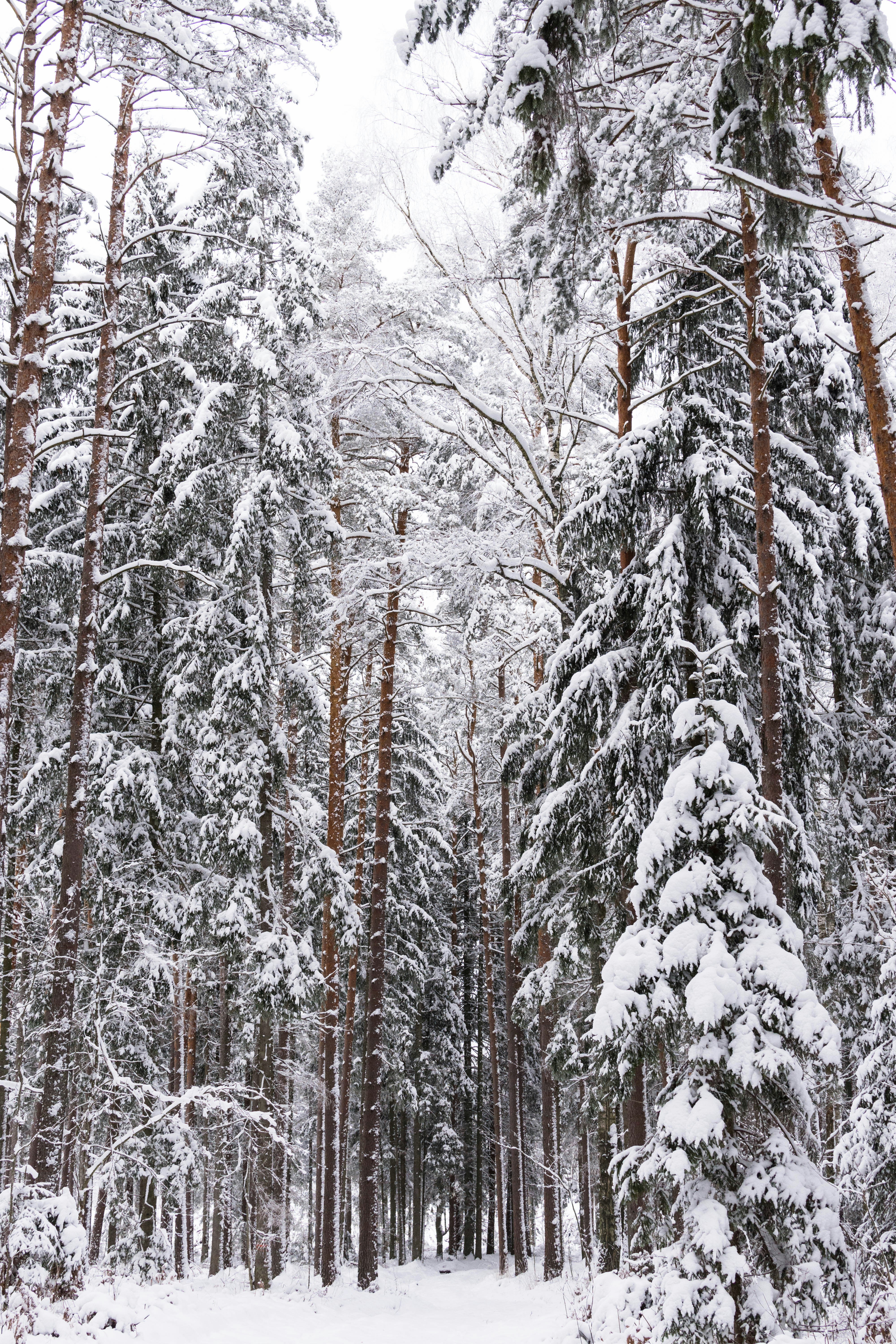 A forest filled with lots of snow covered trees photo – Free Iecava ...
