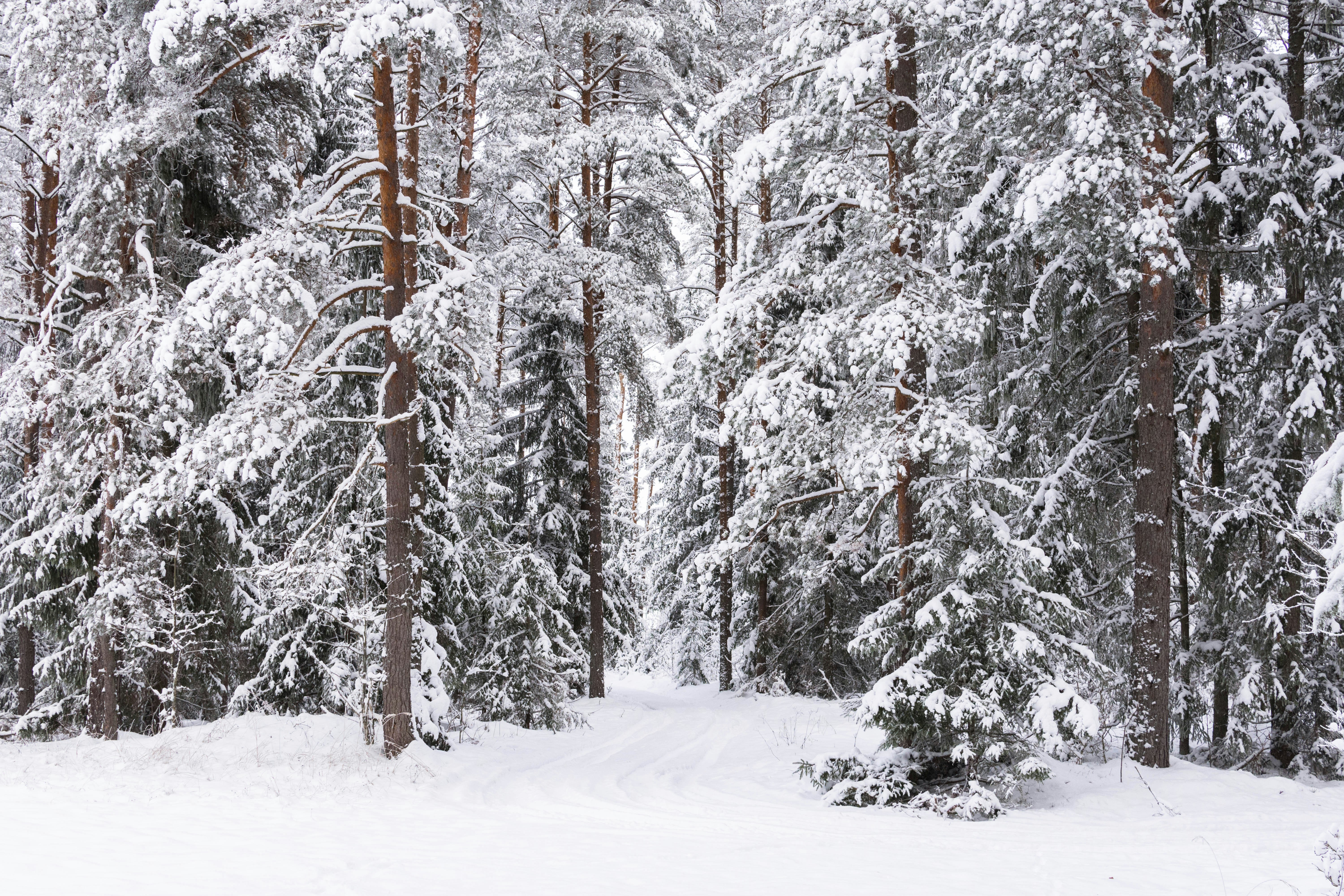 Snow-laden pine trees lining a quiet road in a winter forest.