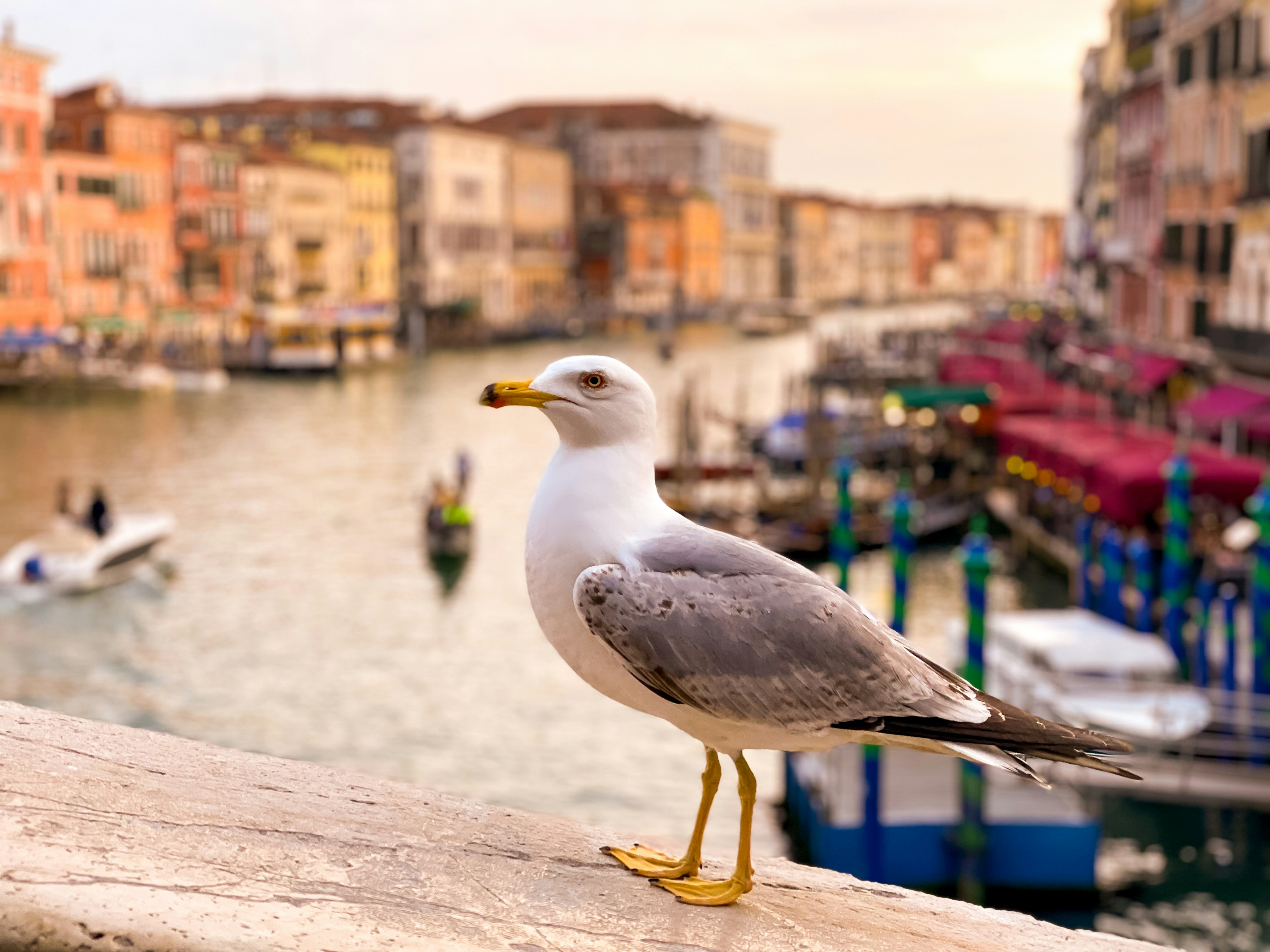 Seagull's Perch Over Venetian Canals