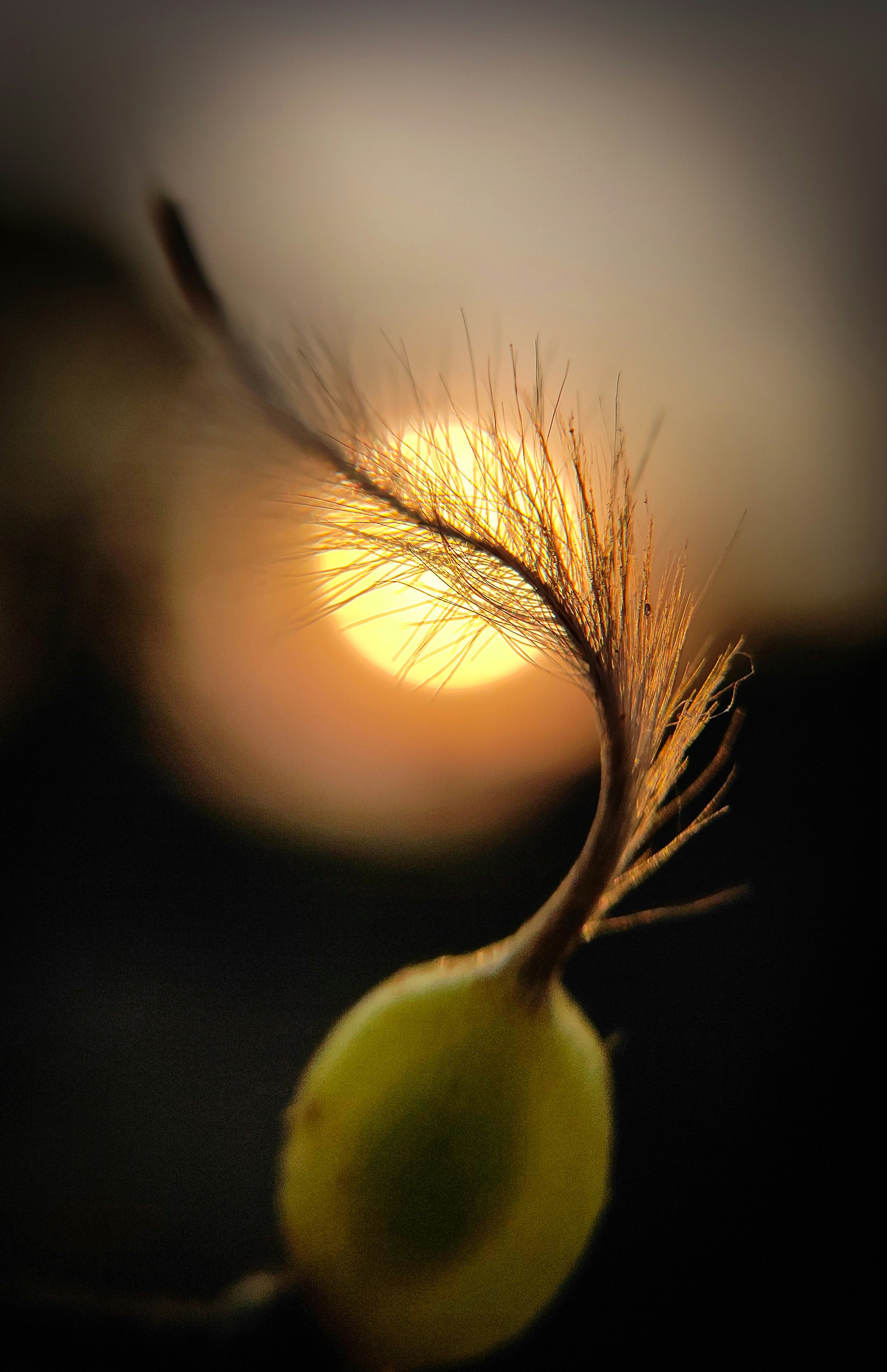 Delicate plant tendril silhouetted against a glowing sunset, highlighting nature's intricate details.