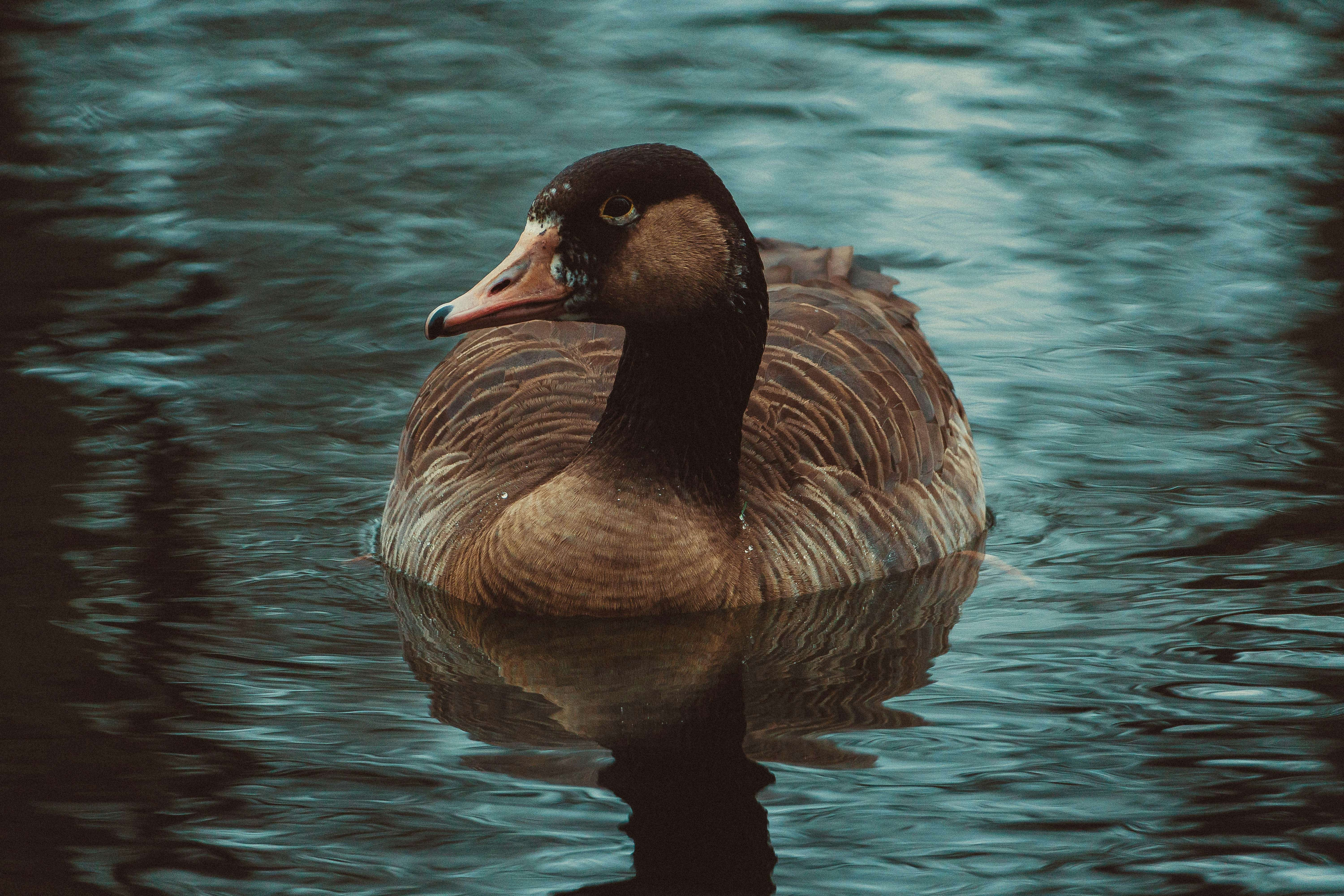 Dusky Glide: A Mallard Quietly Traverses Teal Reflections