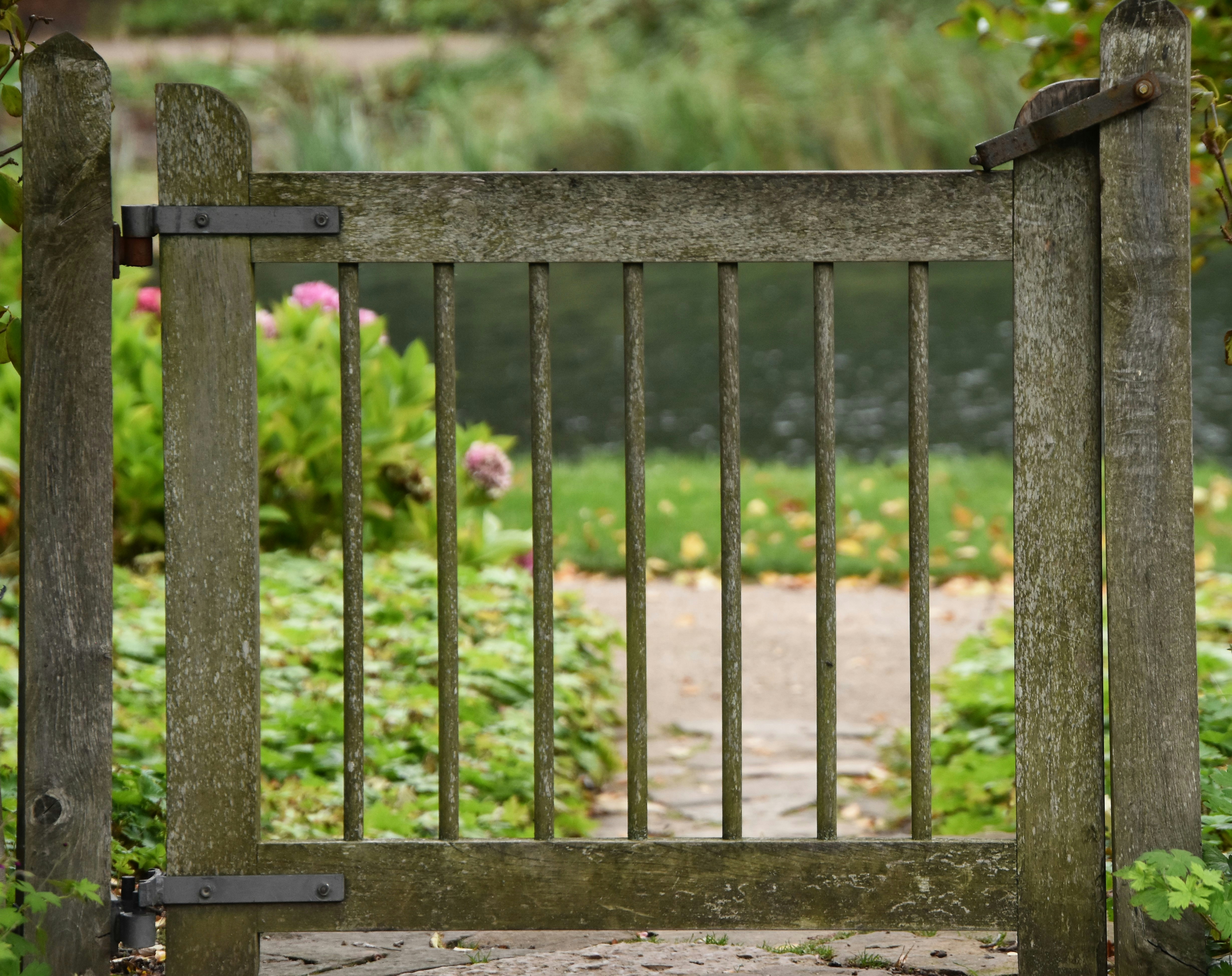 Weathered wooden gate standing open amidst lush garden foliage.