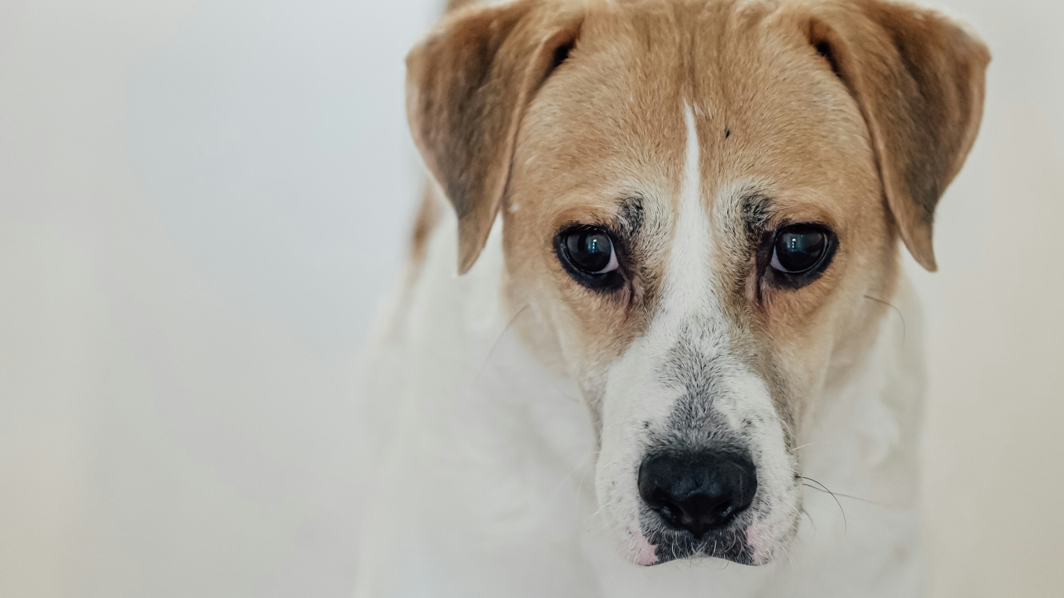 Foto Un perro marrón y blanco con una mirada triste en su rostro ...