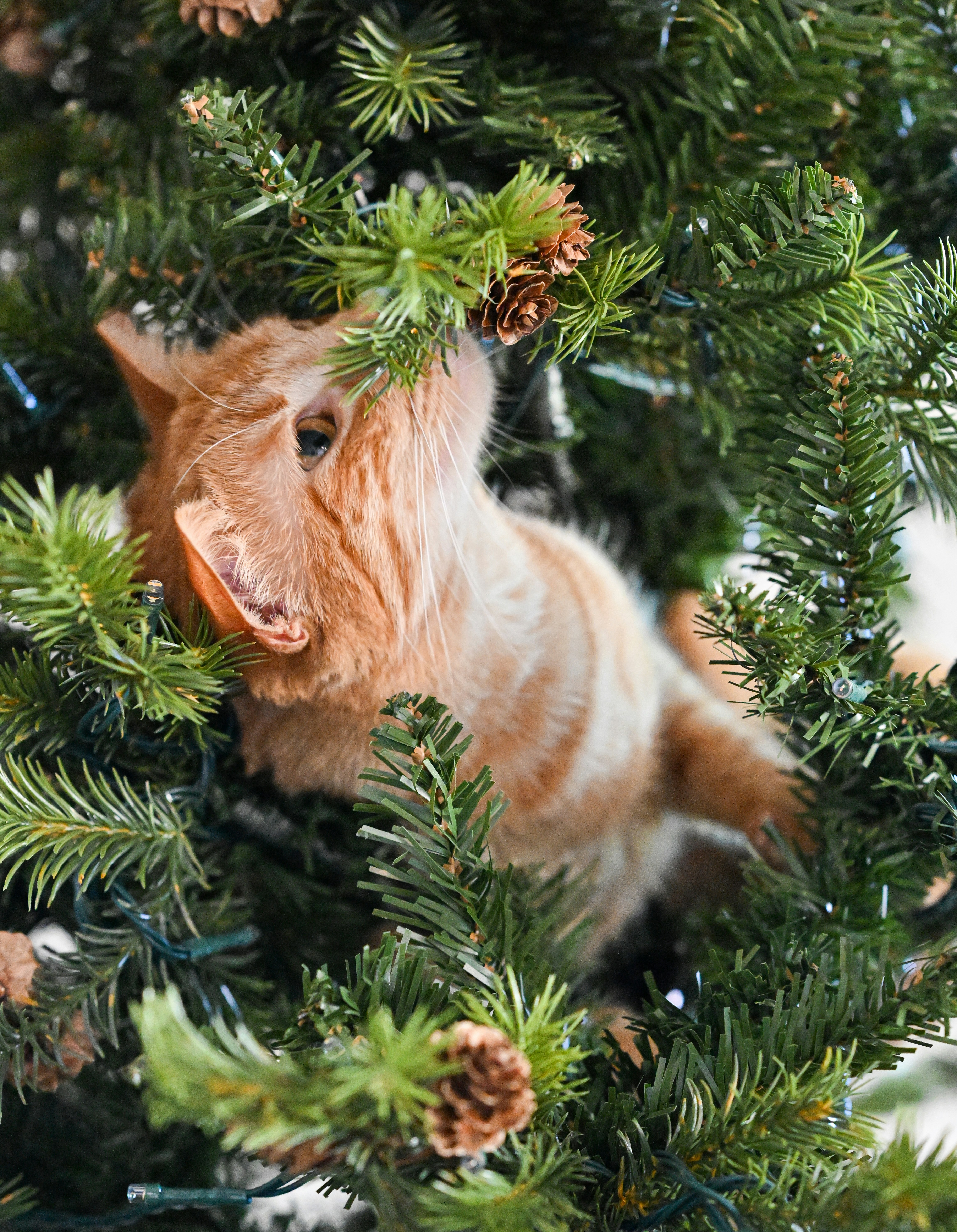 an orange cat sitting in a christmas tree