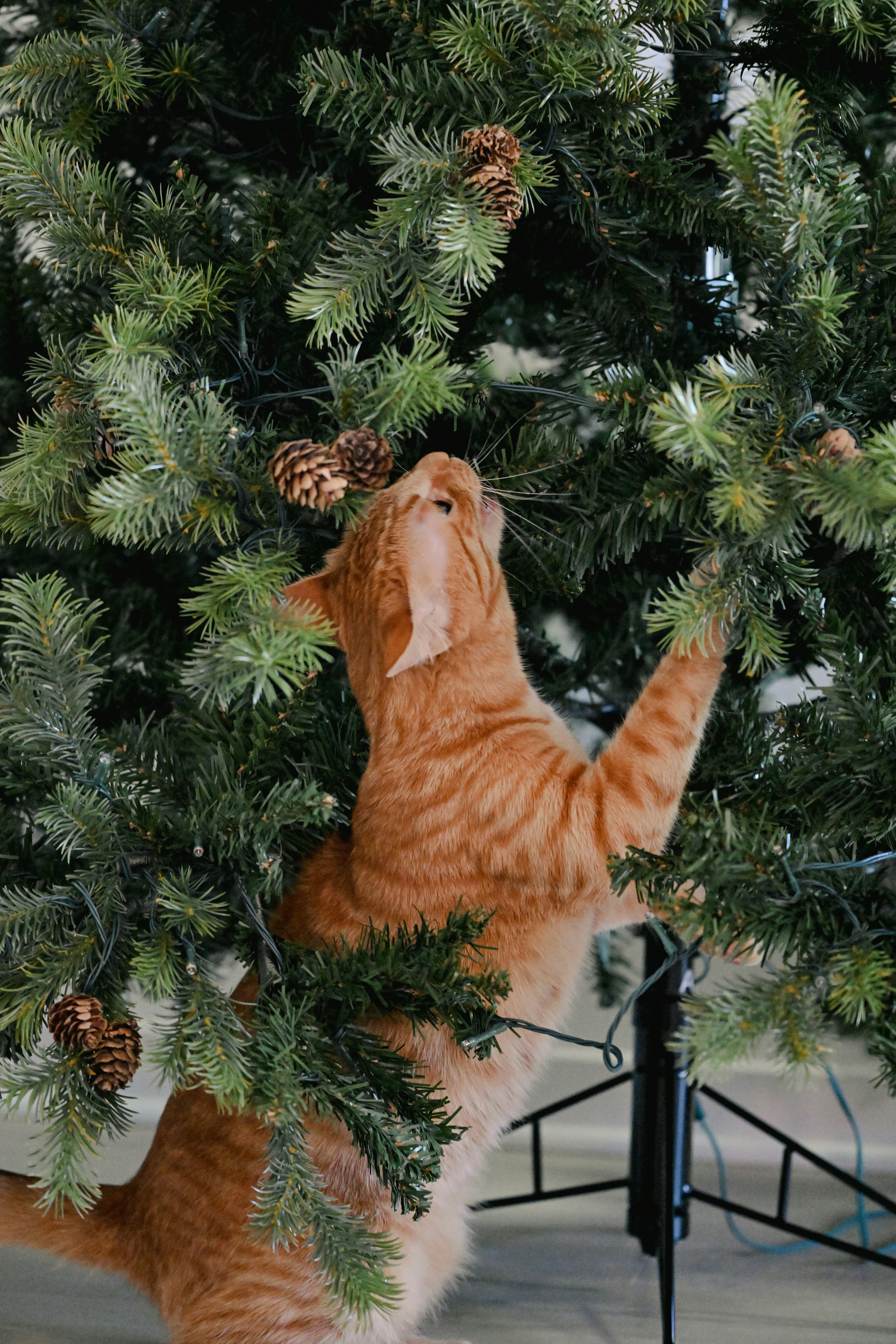 Amber Climber: A Curious Cat Reaching Pinecones in an Evergreen Tangle