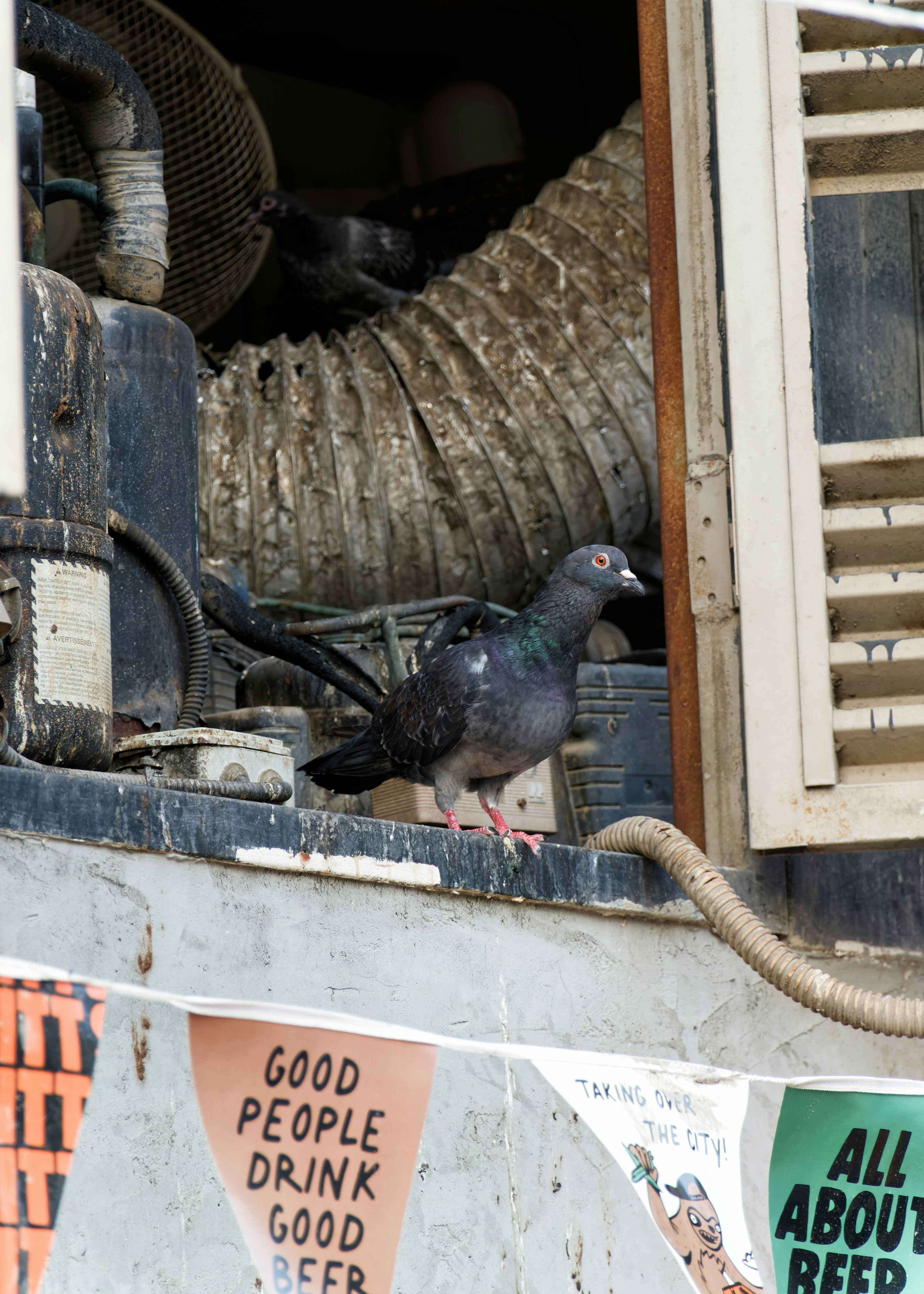 Pigeon Perch on an Industrial Window Sill