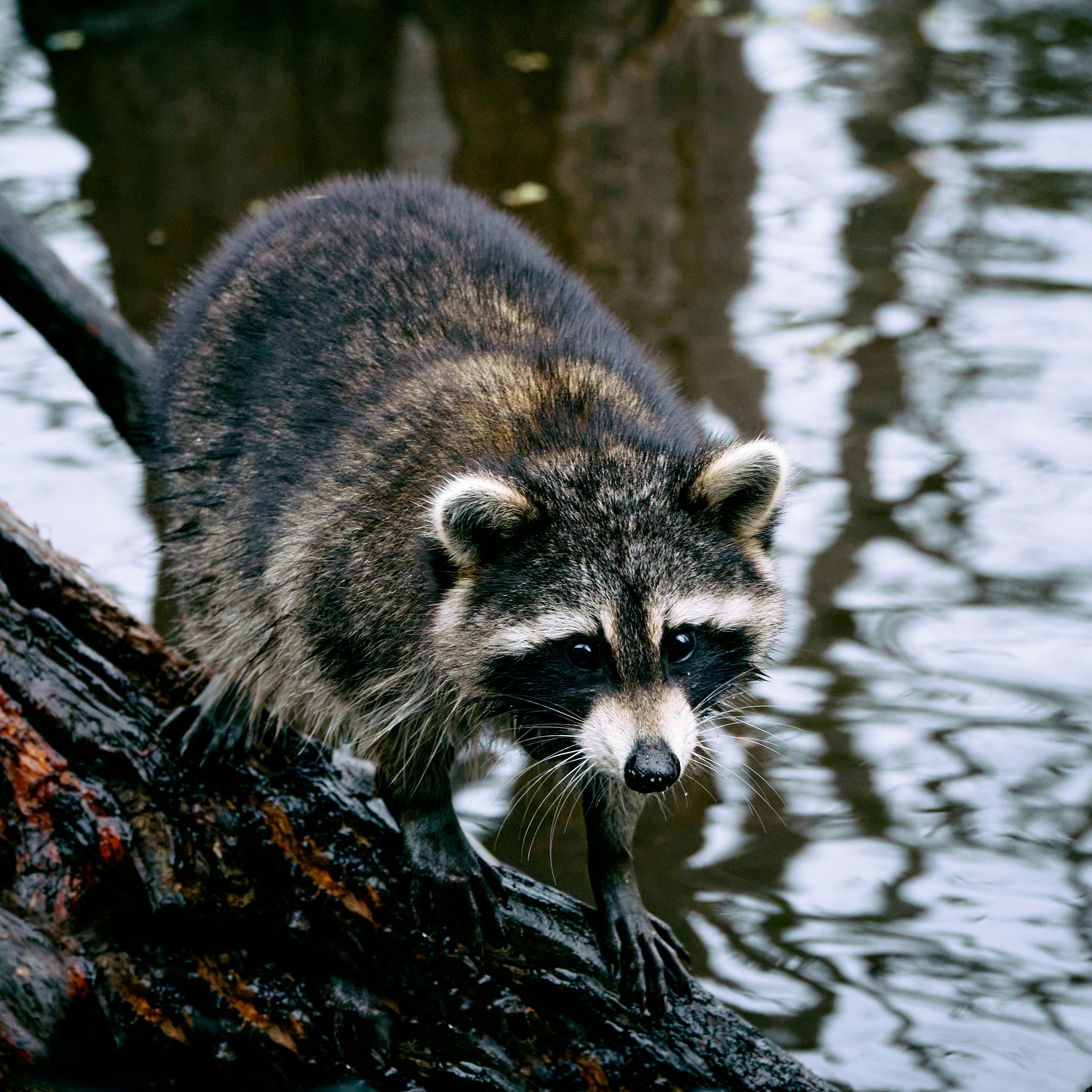 Un mapache parado sobre un tronco en el agua foto – Imagen de Animal ...