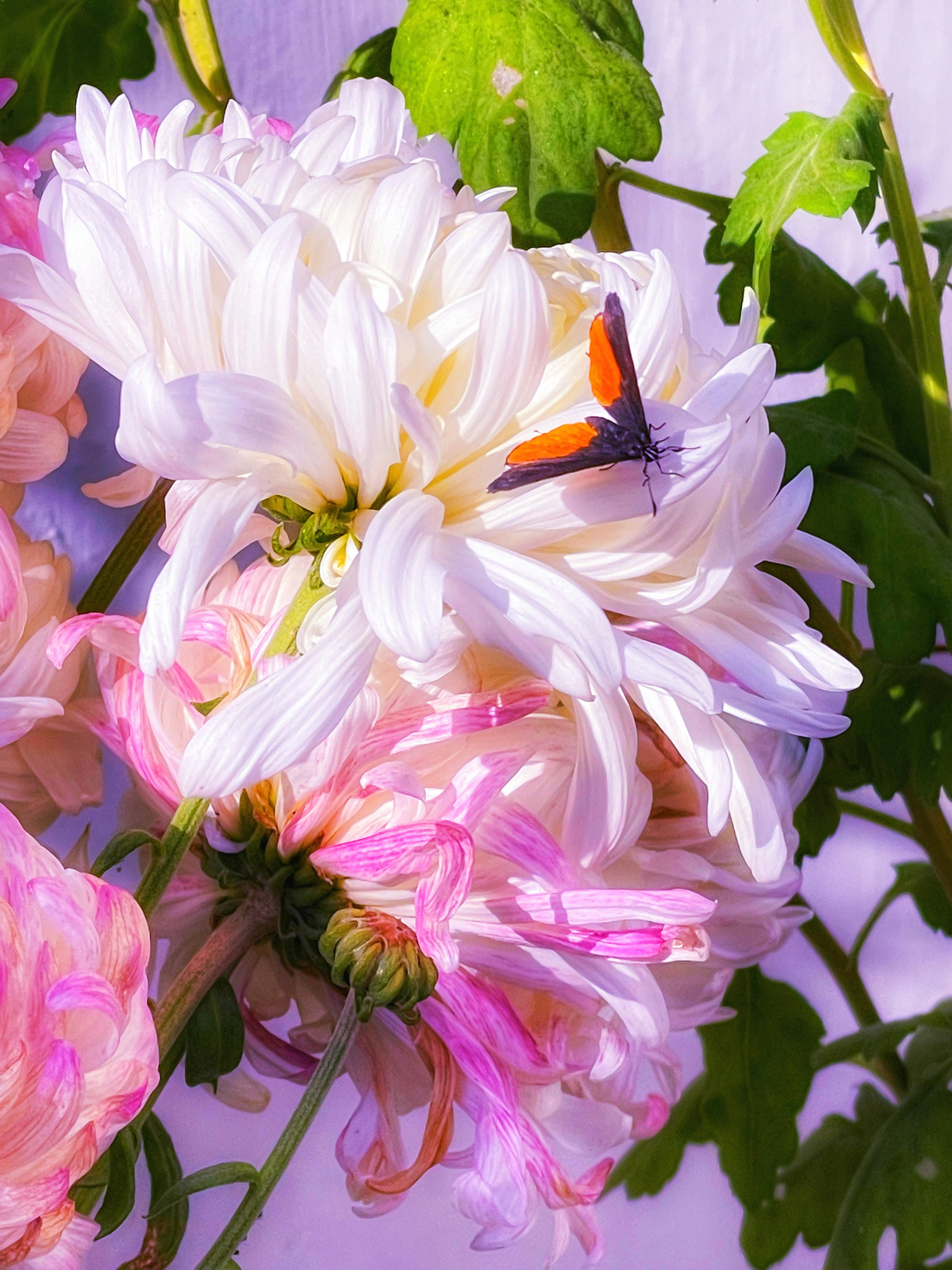 Close-up of an orange-and-black butterfly resting on pale pink and white chrysanthemum petals. Green leaves frame the floral cluster.
