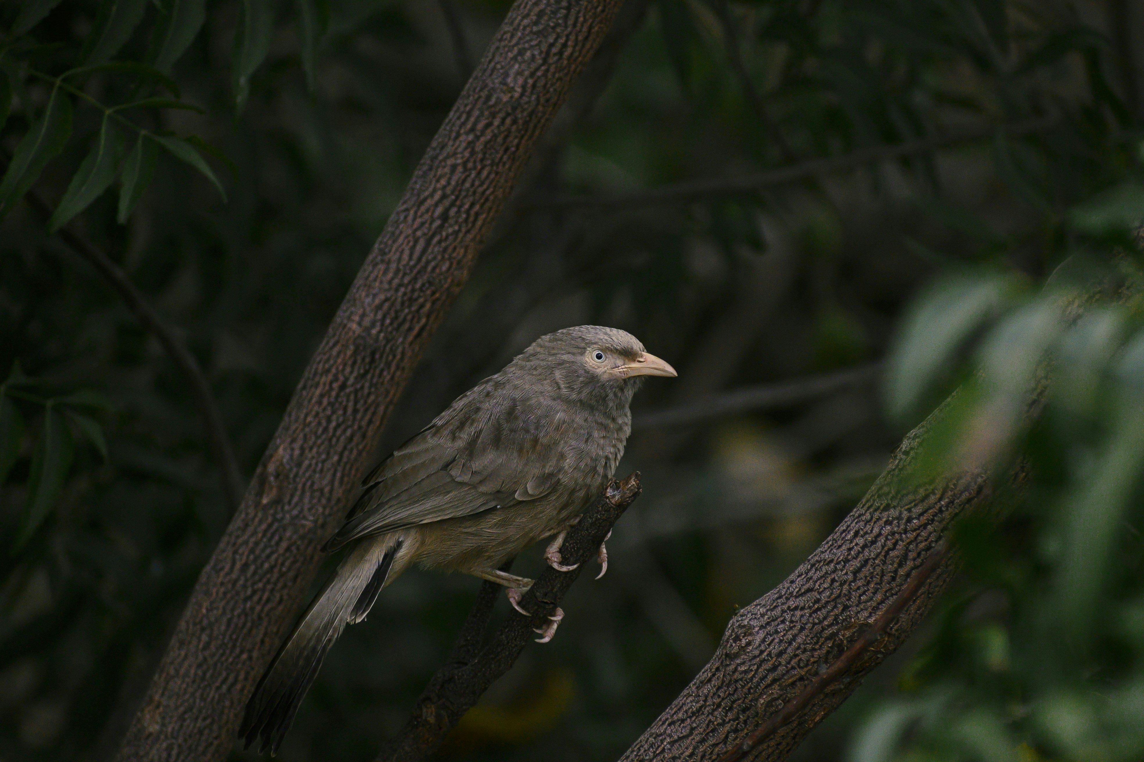 Grey Songbird on a Quiet, Shadowed Branch