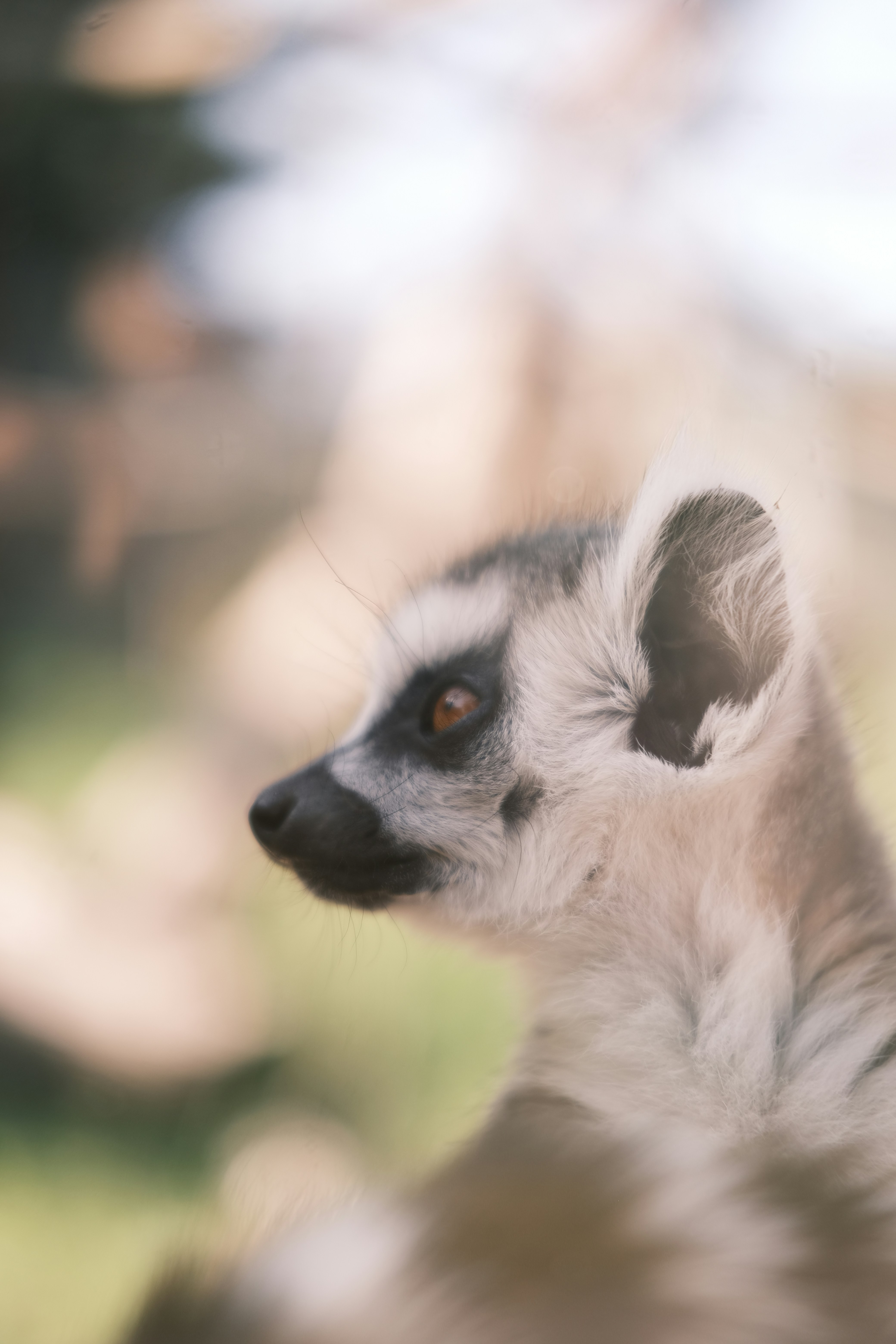 Curious Gaze in Velvet Bokeh: A Lemur's Profile