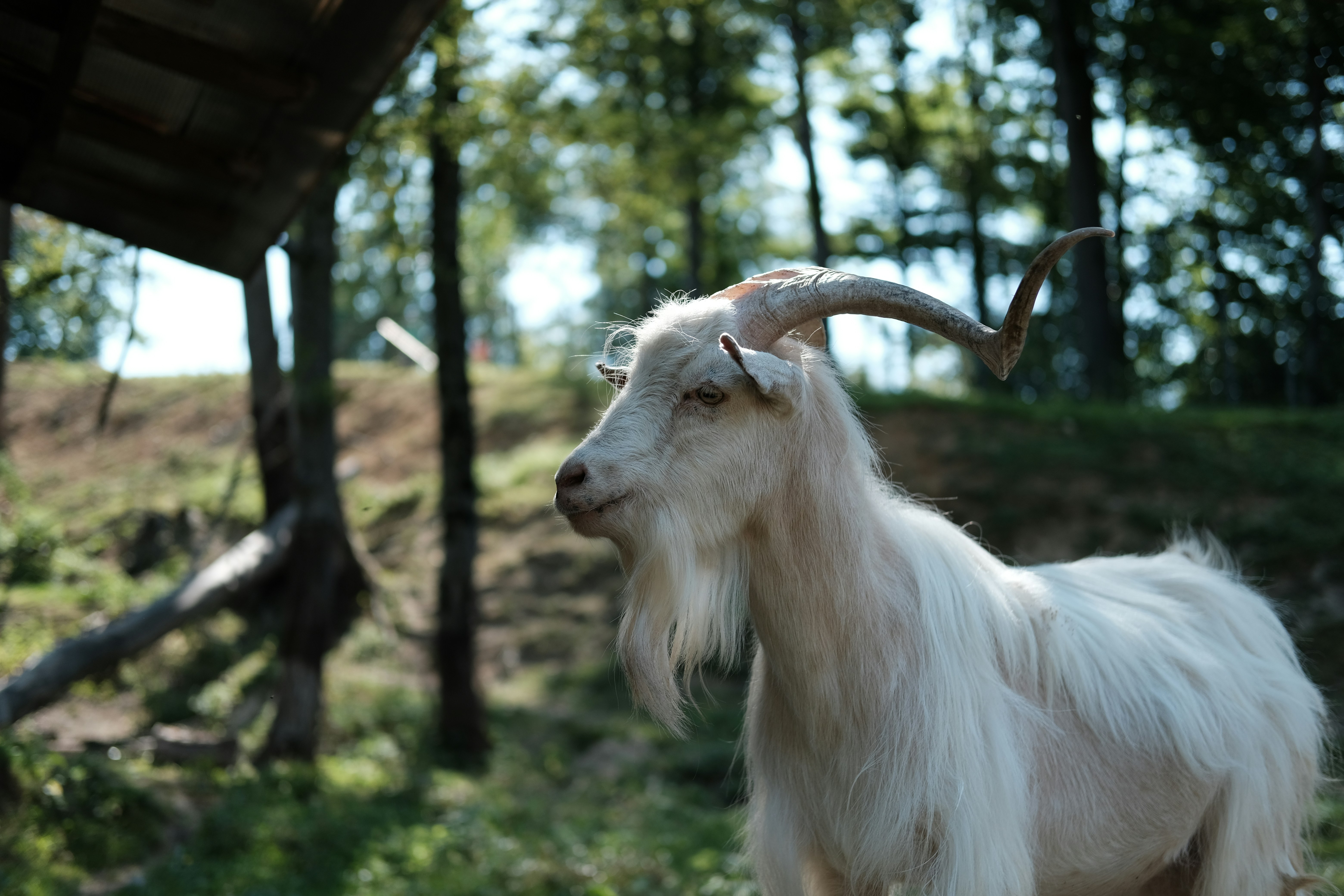 a goat with long horns standing in the grass