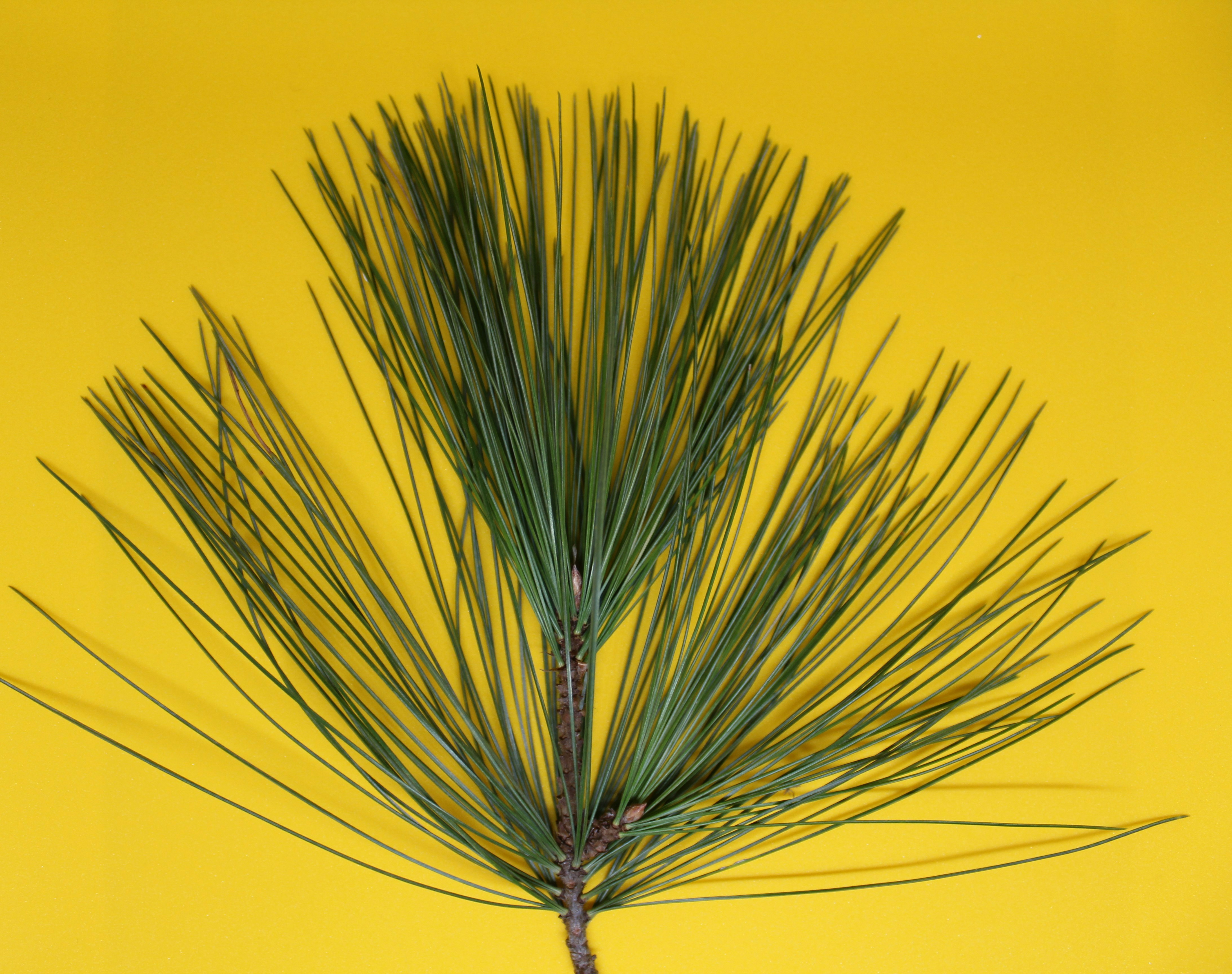 Canary Backdrop Elevates a Pine Frond's Needle Geometry