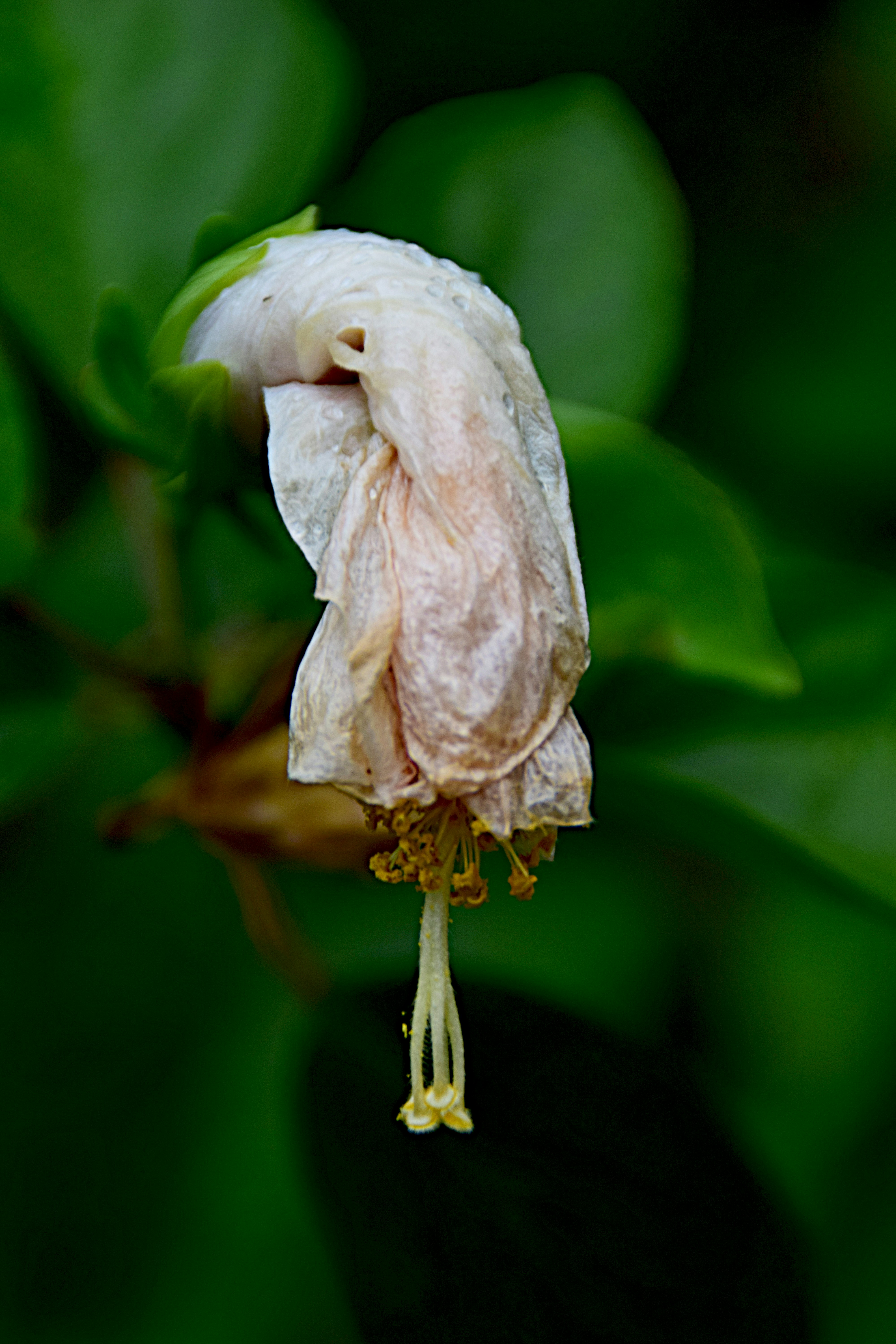 a white flower with a green background