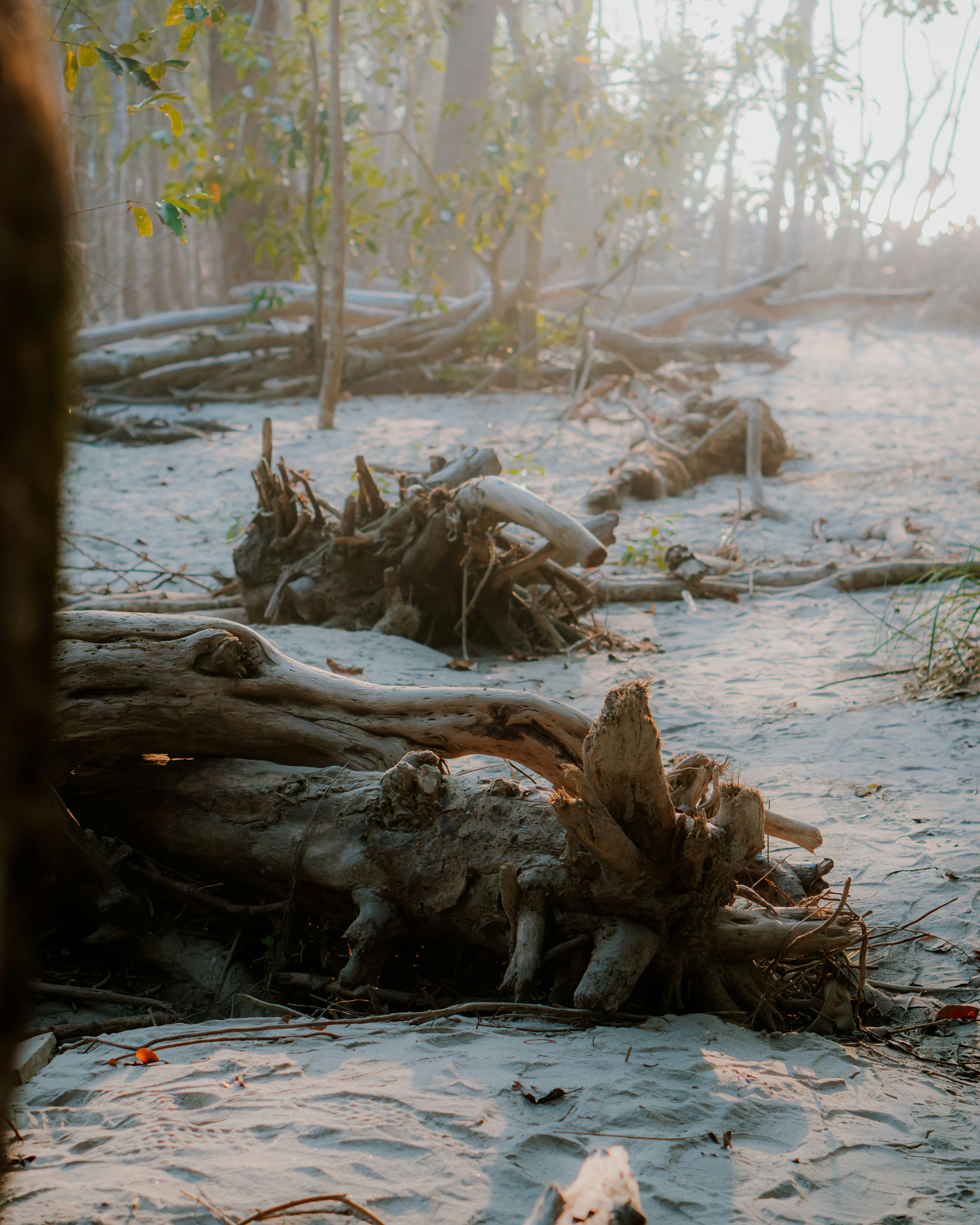 Sunlit Driftwood Expanse in Quiet Sand Forest