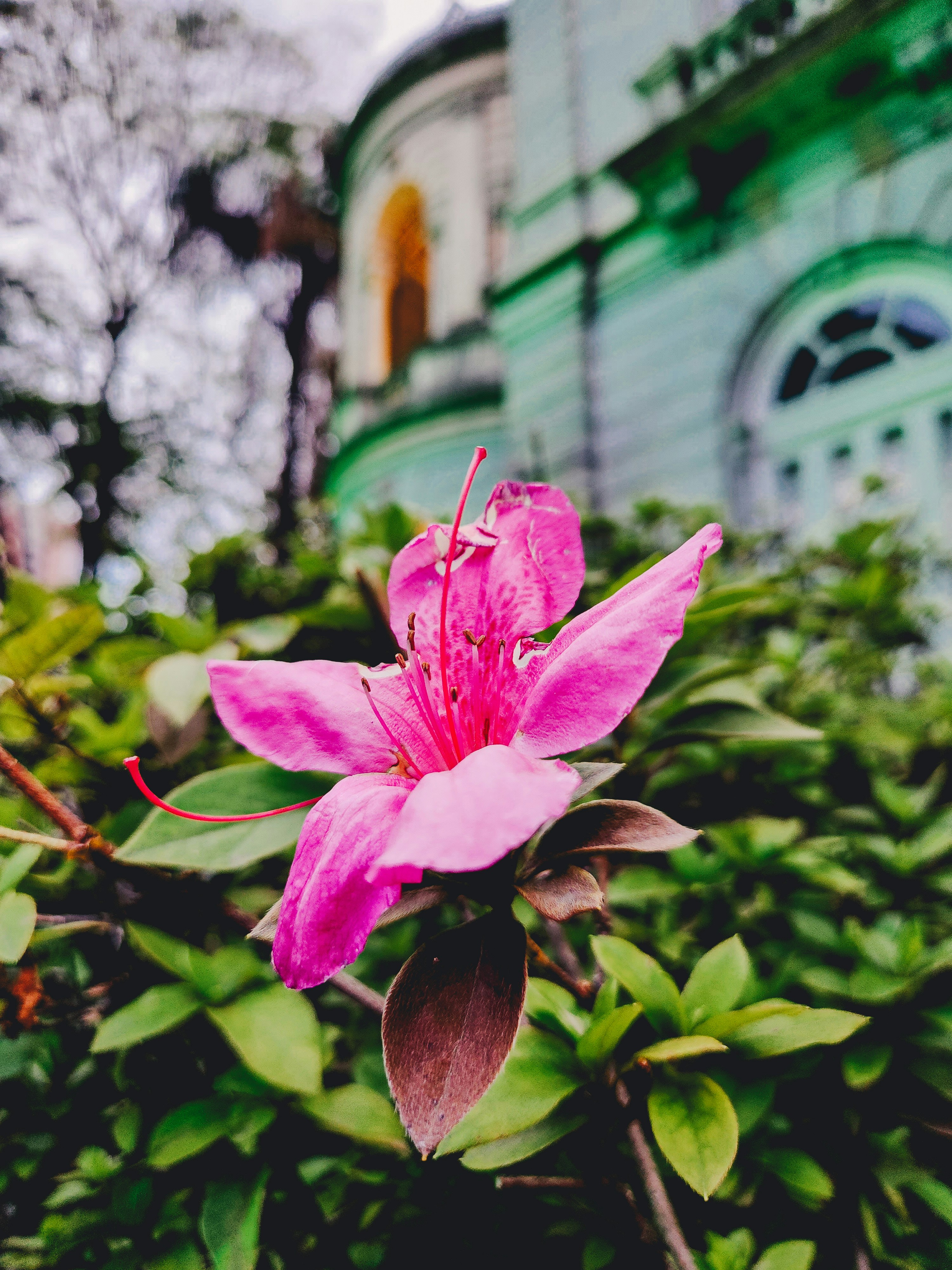 Urban Bloom Against Historic Architecture
