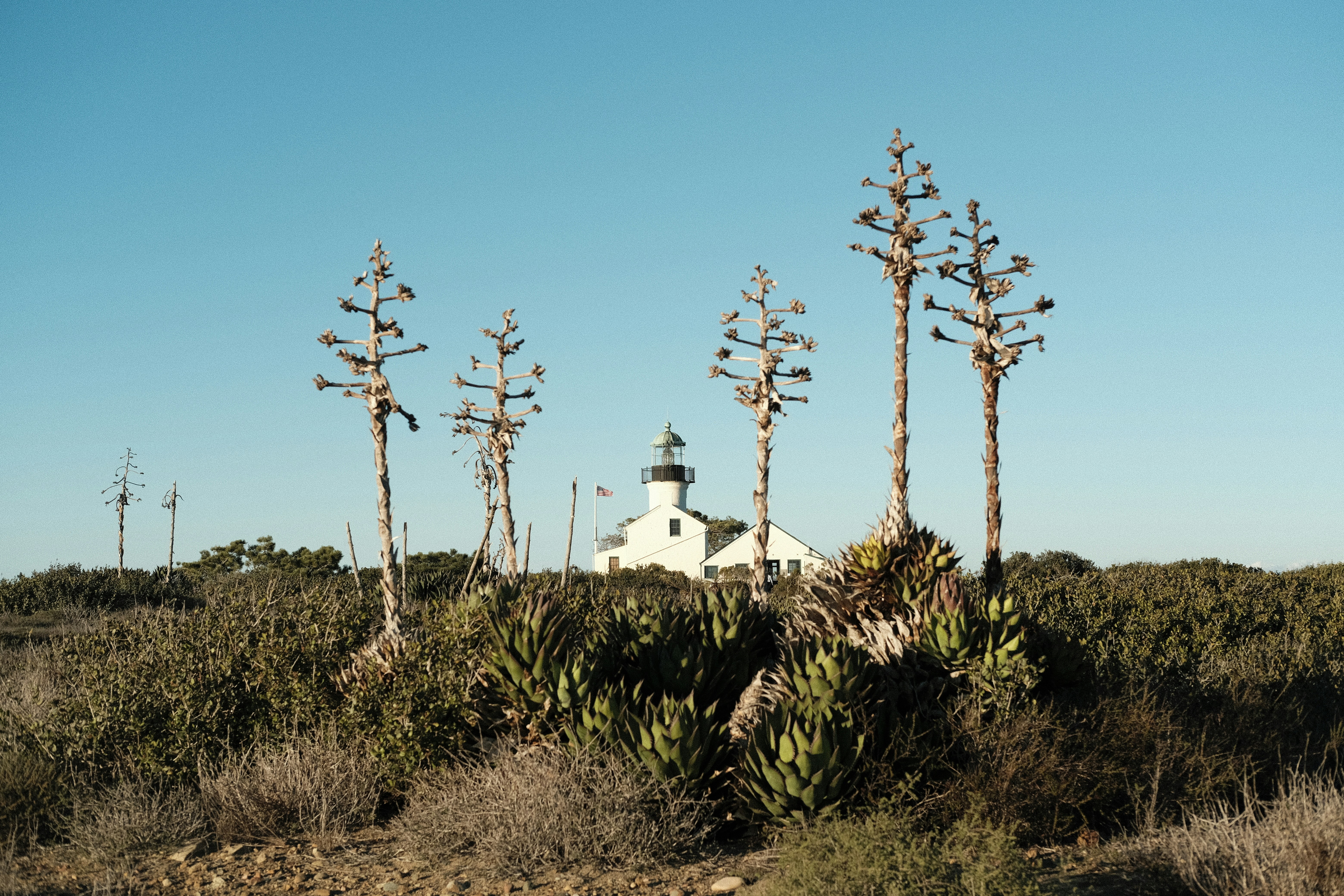 Beacon on the Dune Verge: White Lighthouse Framed by Desert Trees
