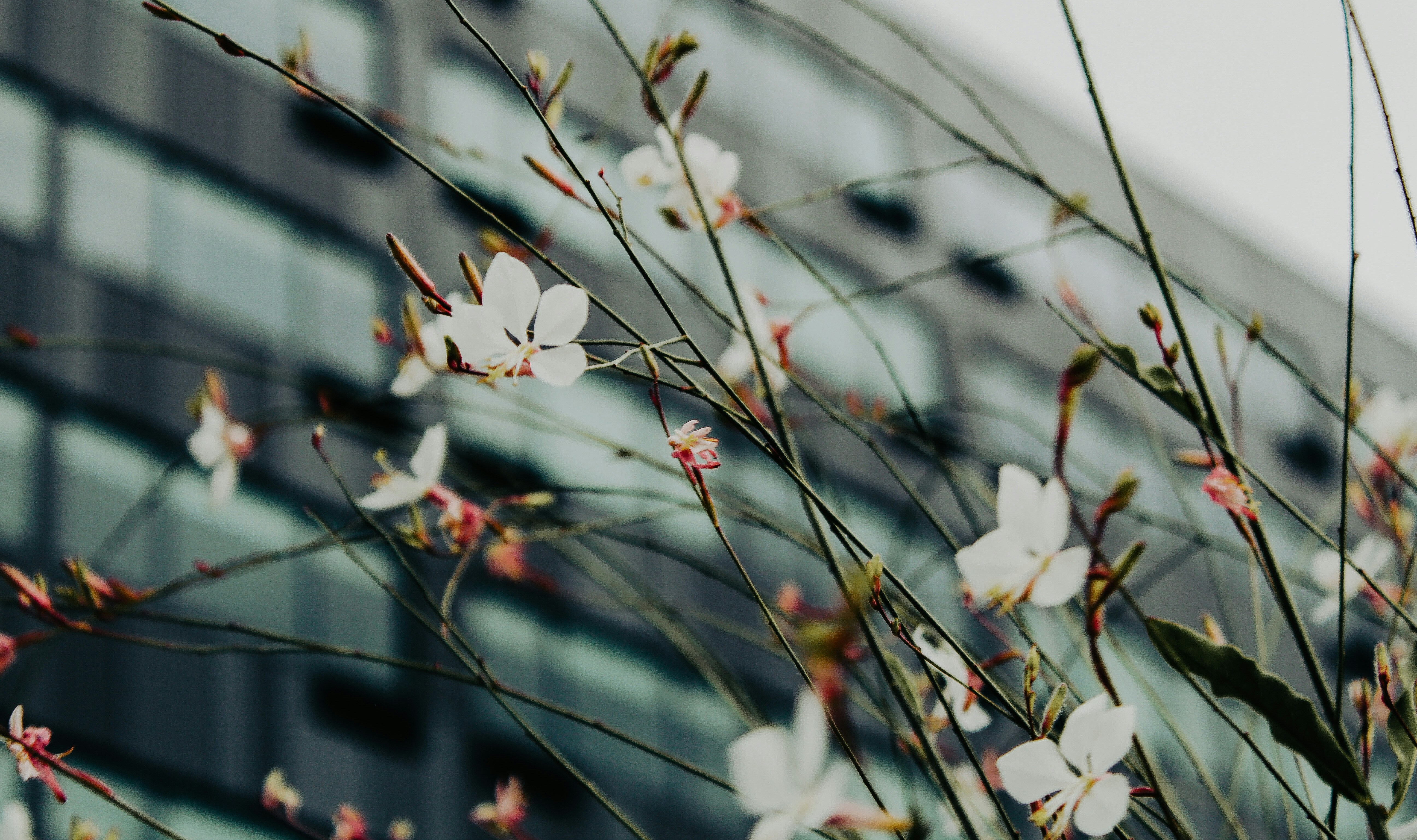 Blossoms in the Glass Architecture